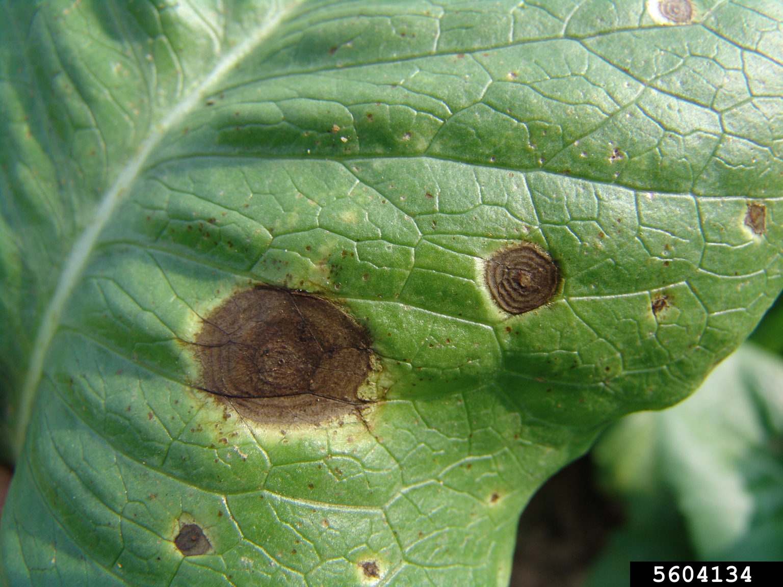 Alternaria leaf spot (Alternaria sonchi)