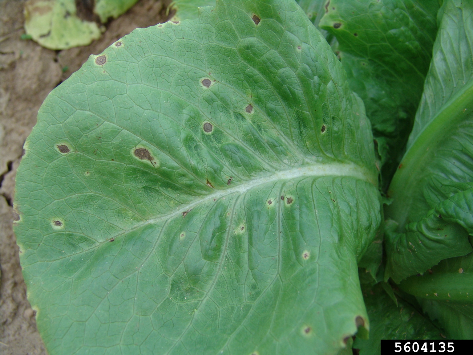 Alternaria leaf spot (Alternaria sonchi)