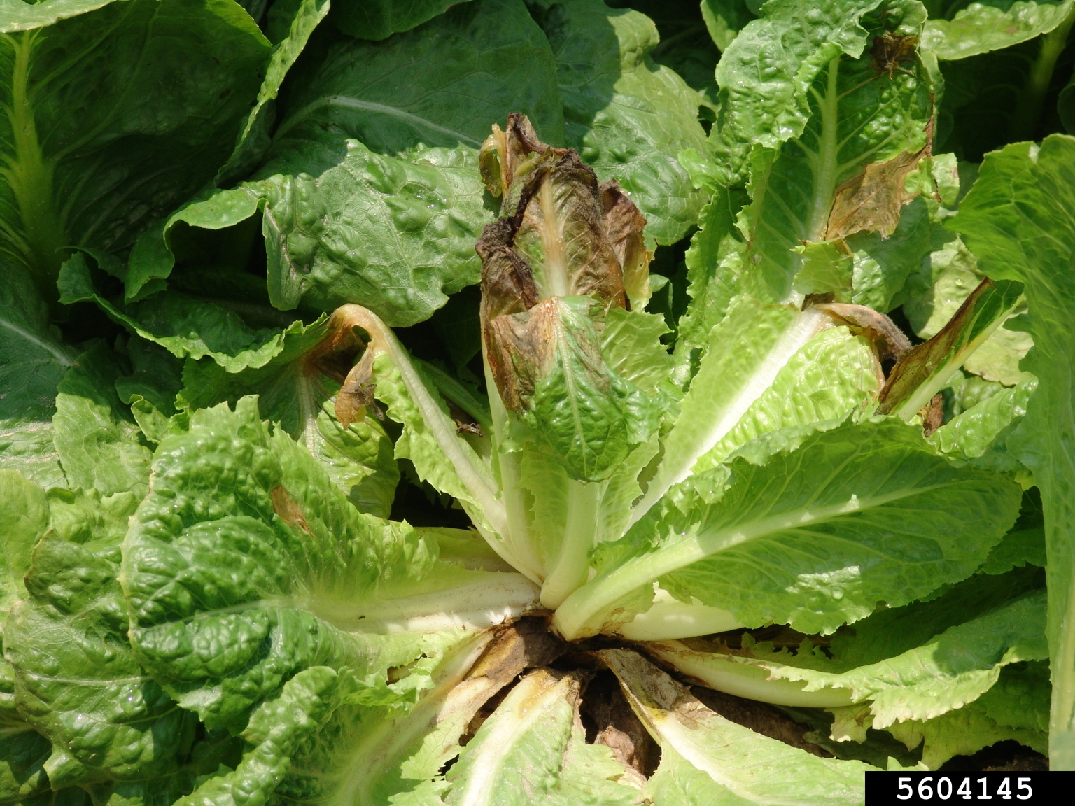 gray mold (Botrytis cinerea)