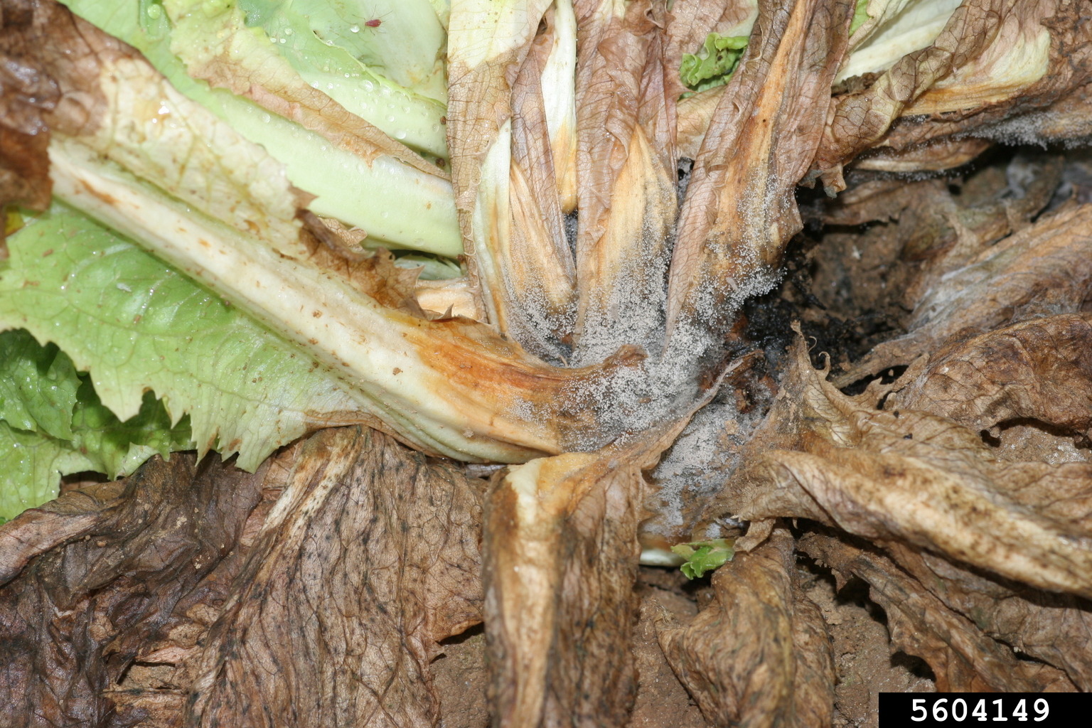 gray mold (Botrytis cinerea Pers.:Fr)