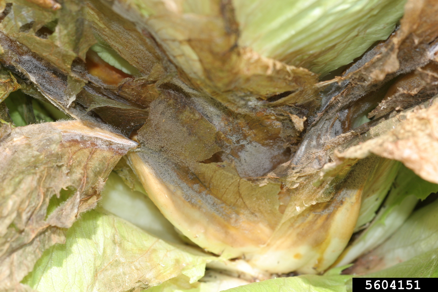 gray mold (Botrytis cinerea)