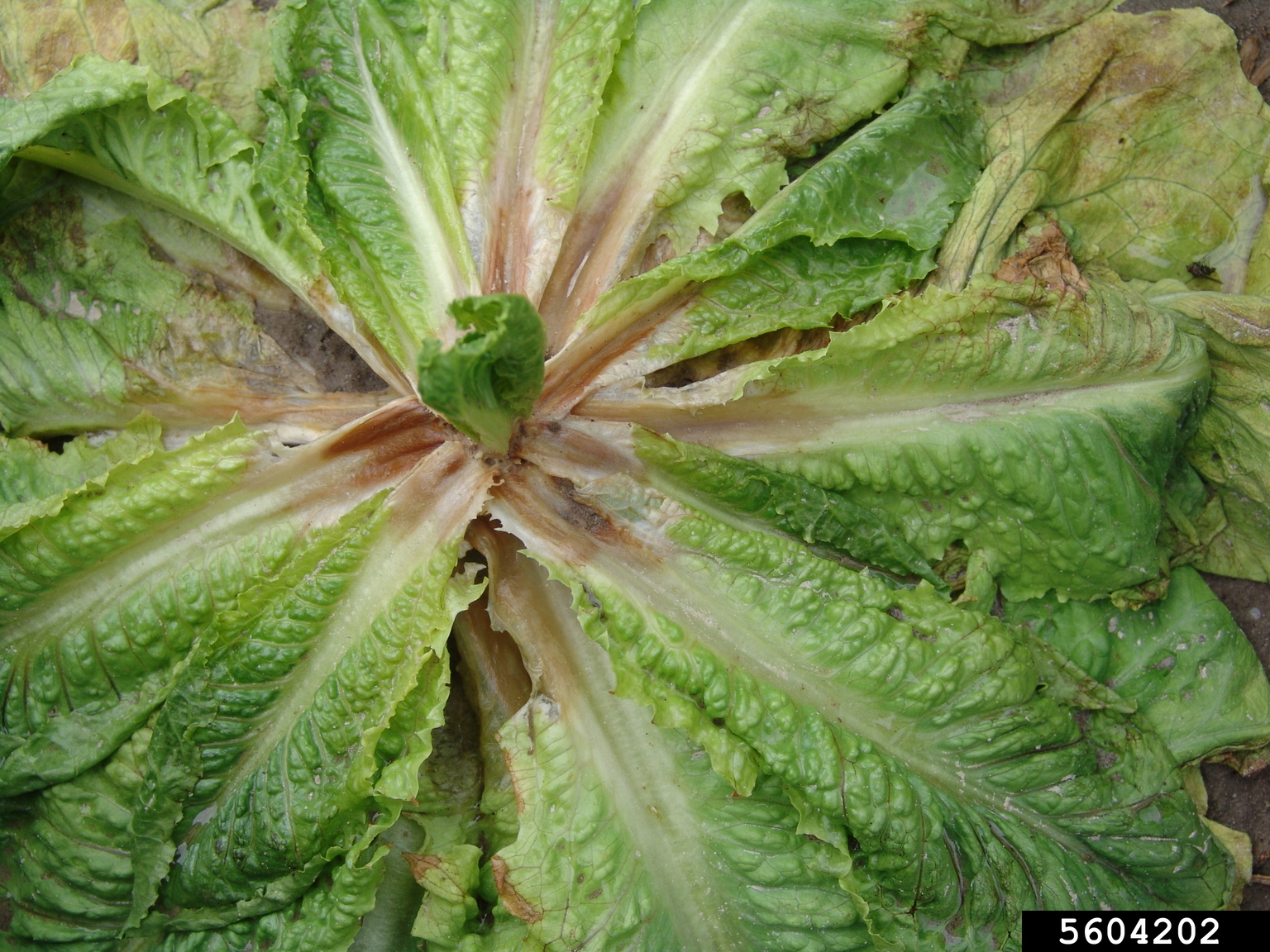Sclerotinia timber rot (Sclerotinia sclerotiorum (Lib.) de Bary)