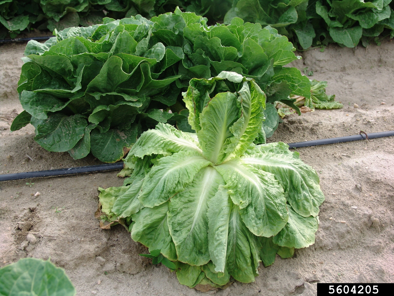 Sclerotinia timber rot (Sclerotinia sclerotiorum ) on lettuce (Lactuca ...