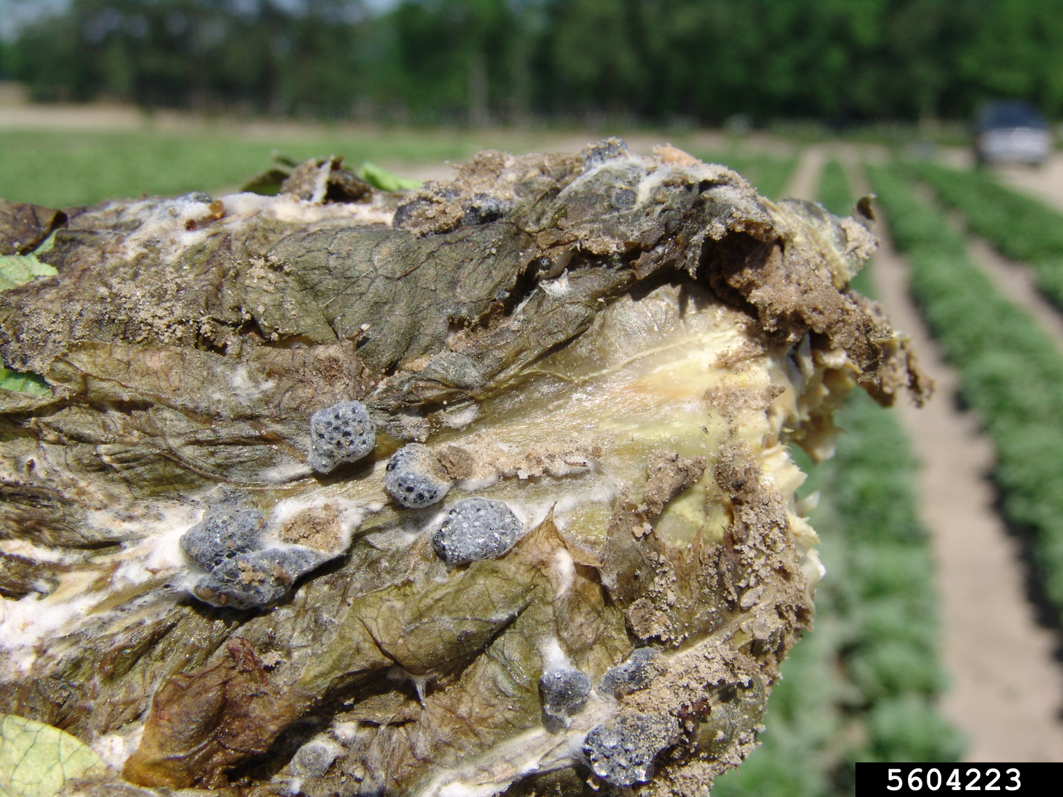 Sclerotinia timber rot (Sclerotinia sclerotiorum (Lib.) de Bary)