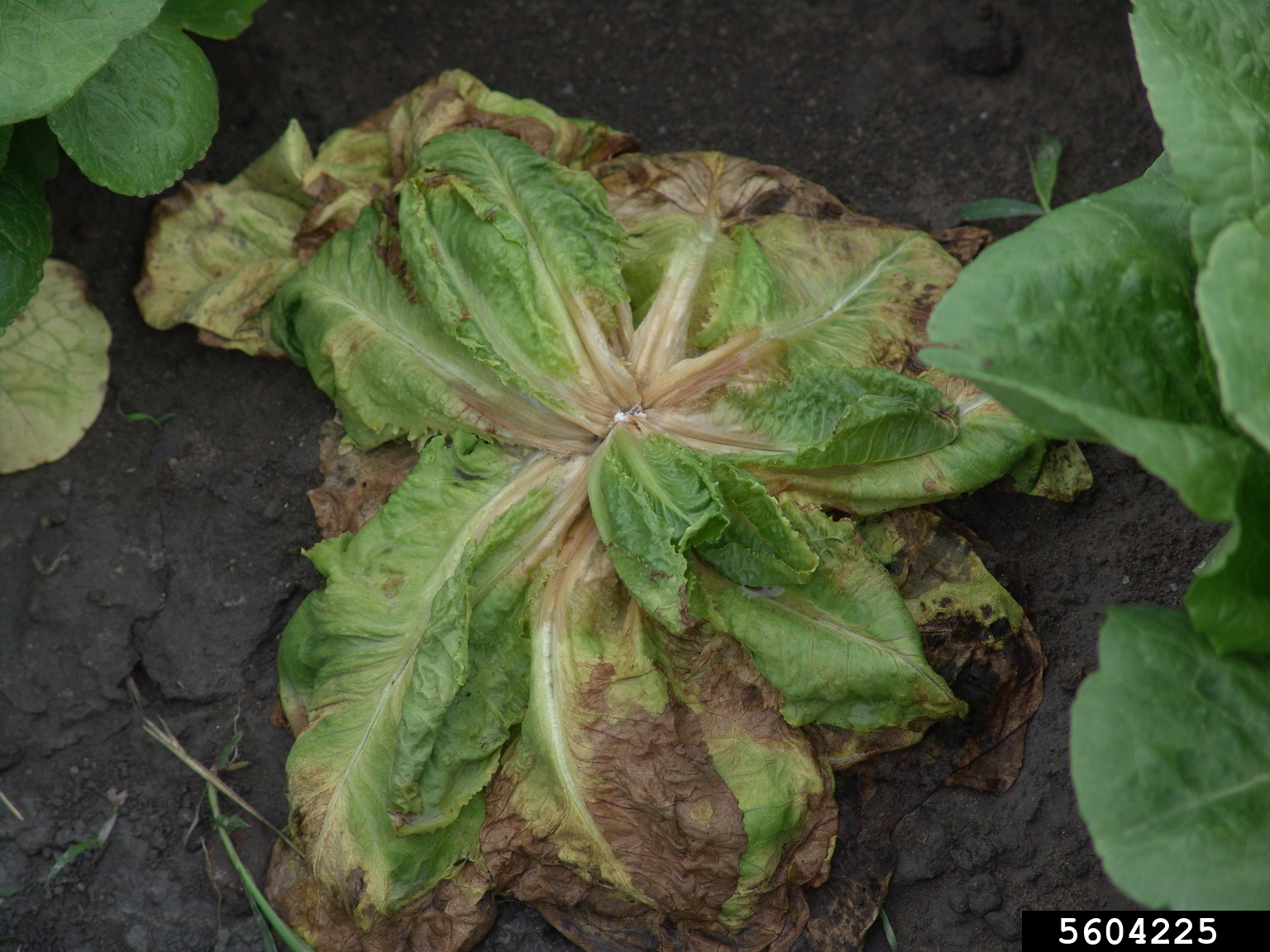 Sclerotinia timber rot (Sclerotinia sclerotiorum)