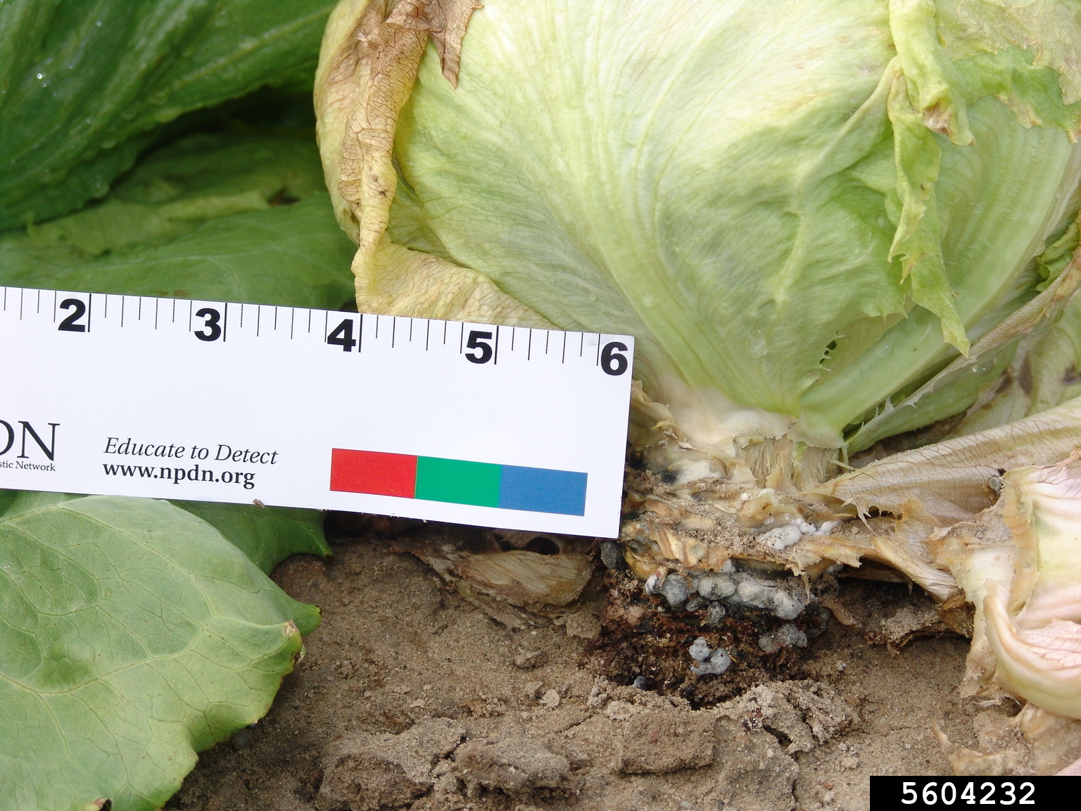 Sclerotinia timber rot (Sclerotinia sclerotiorum (Lib.) de Bary)