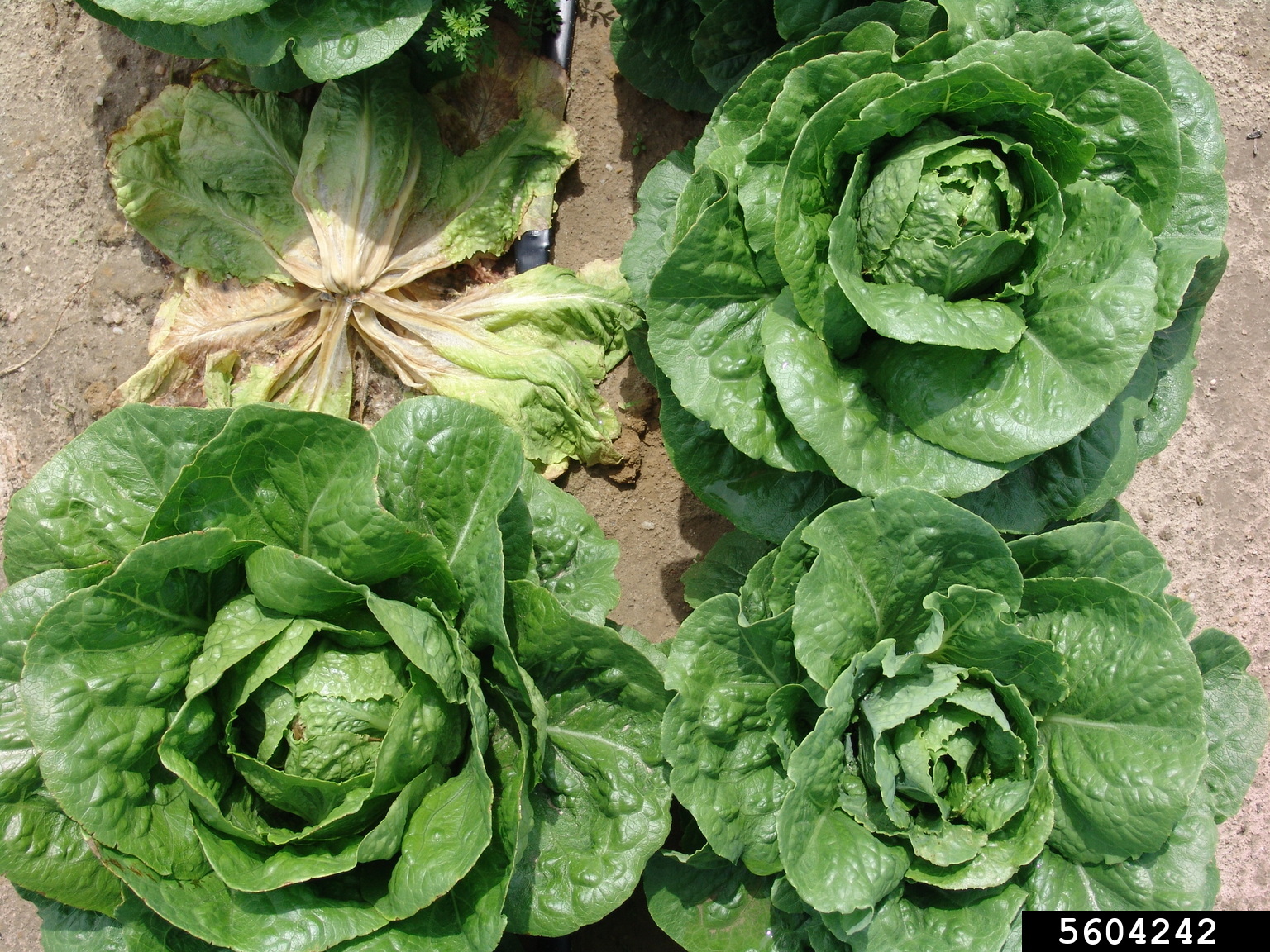 Sclerotinia timber rot (Sclerotinia sclerotiorum)