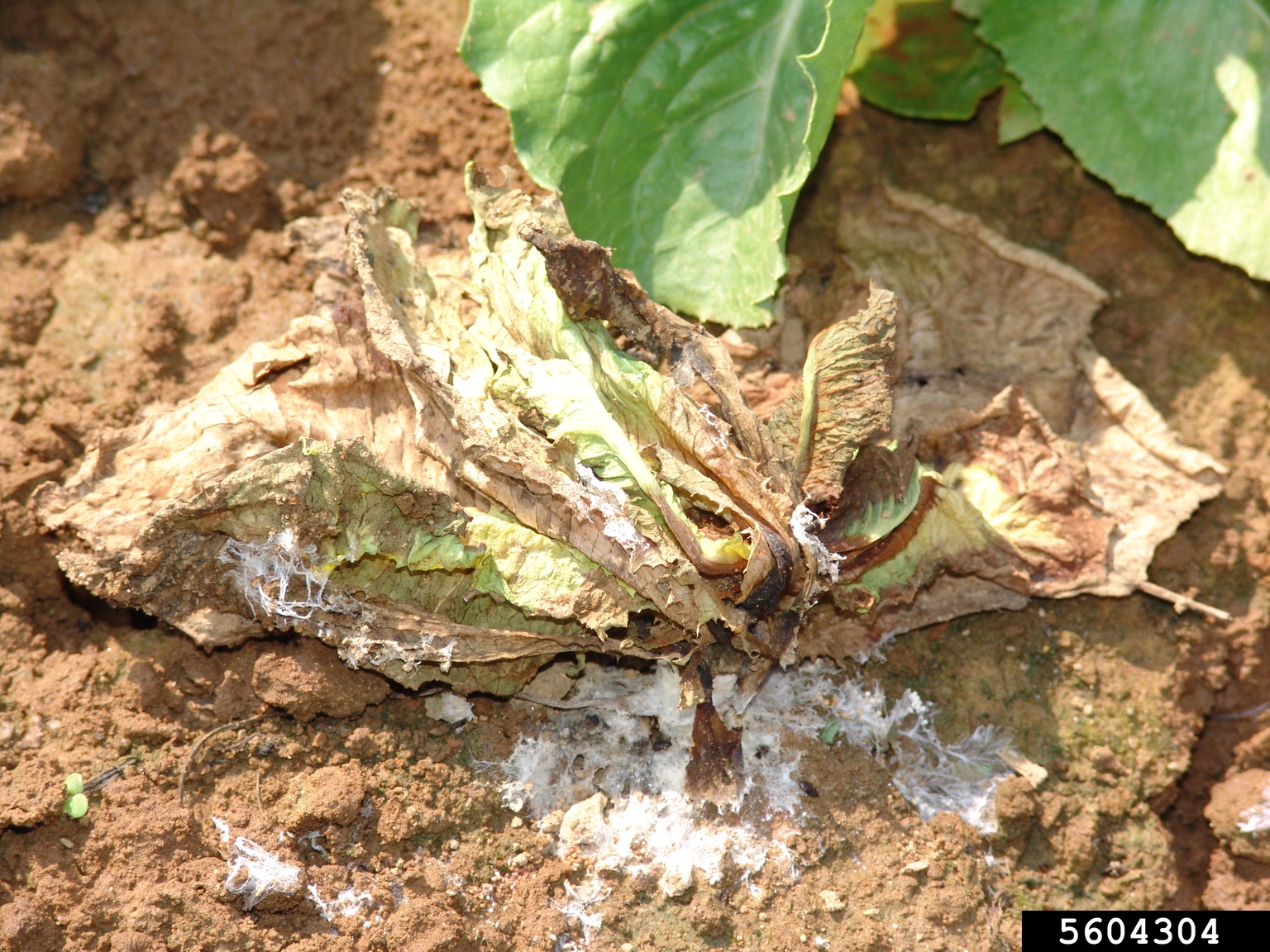 southern blight (Athelia rolfsii)