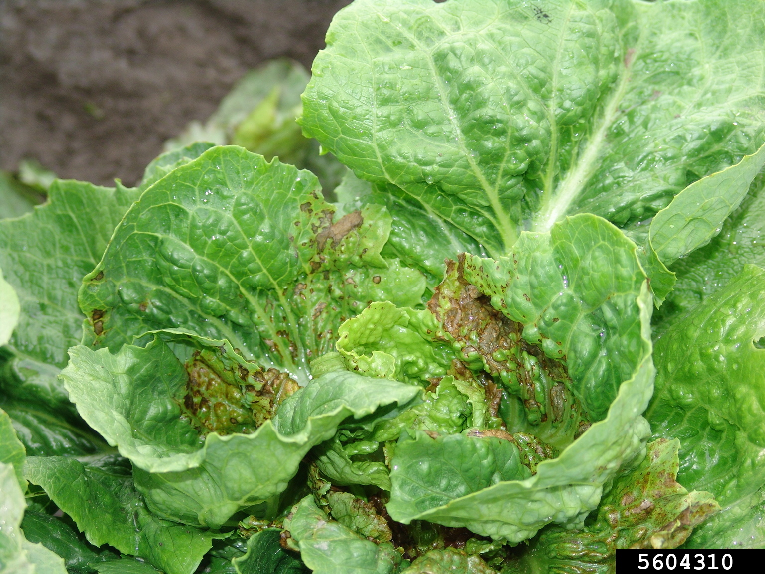 tomato spotted wilt virus (TSWV) (Tospovirus Tomato spotted wilt virus)