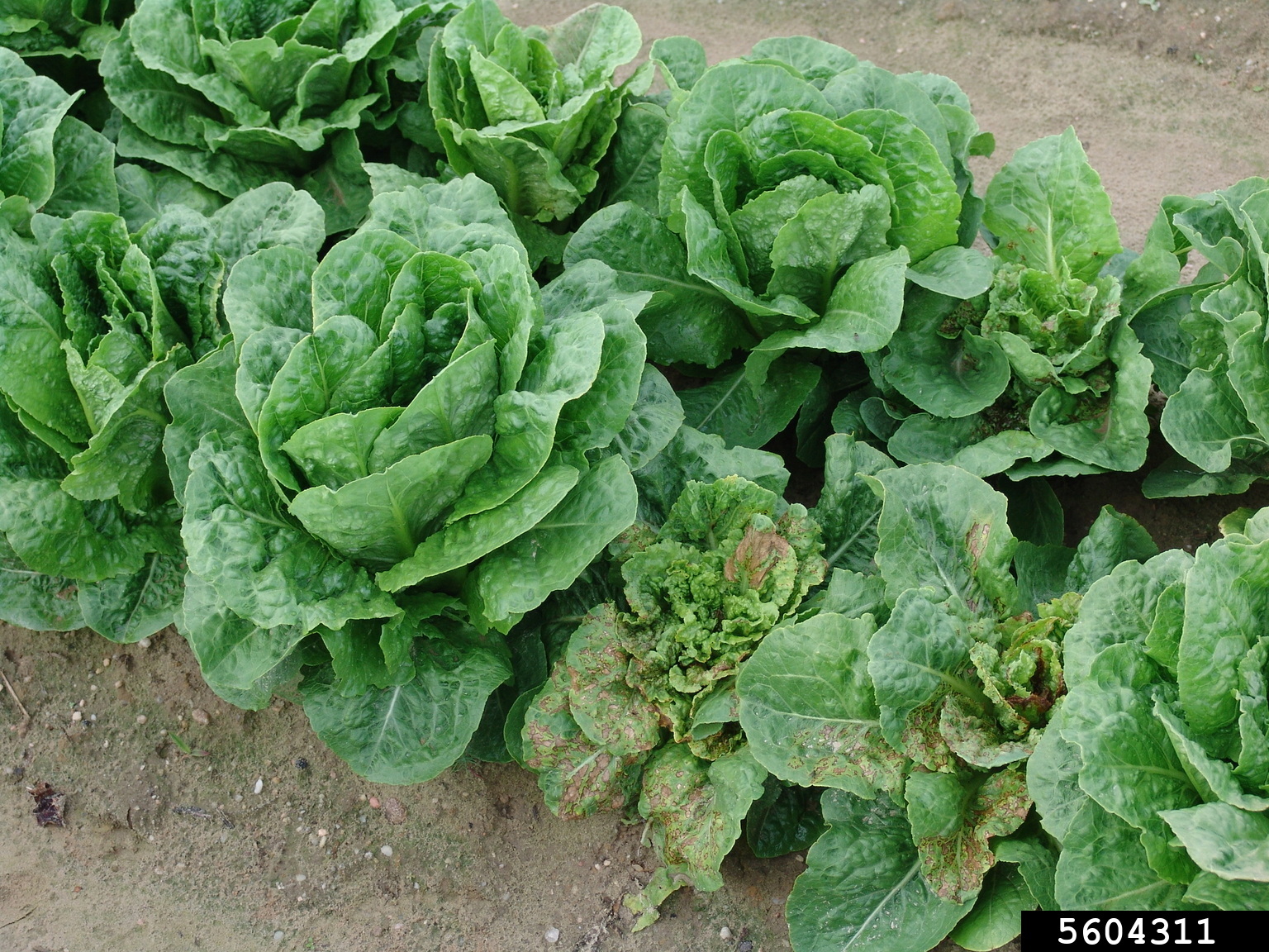 tomato spotted wilt virus (TSWV) (Tospovirus Tomato spotted wilt virus)