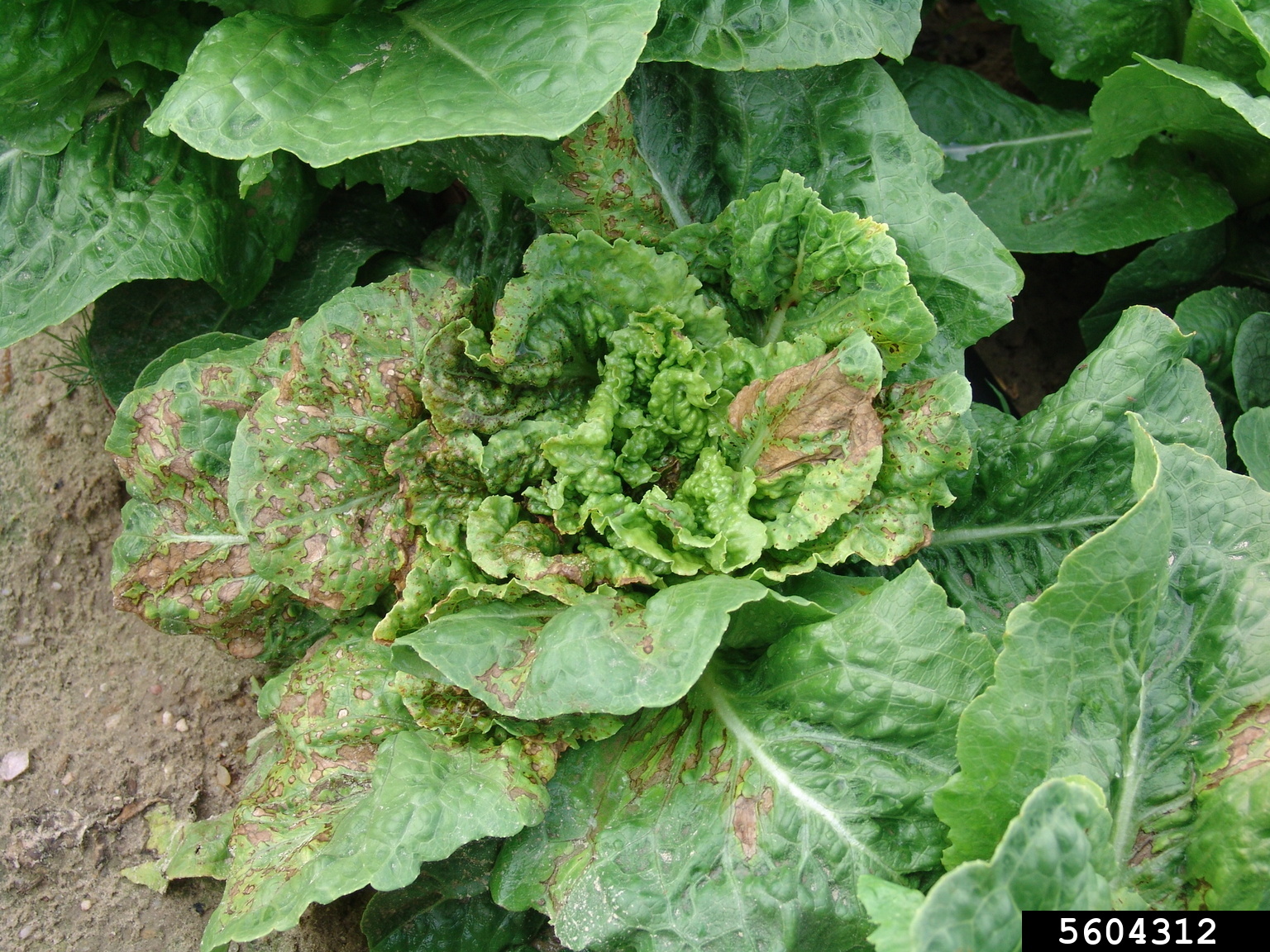 tomato spotted wilt virus (TSWV) (Tospovirus Tomato spotted wilt virus)