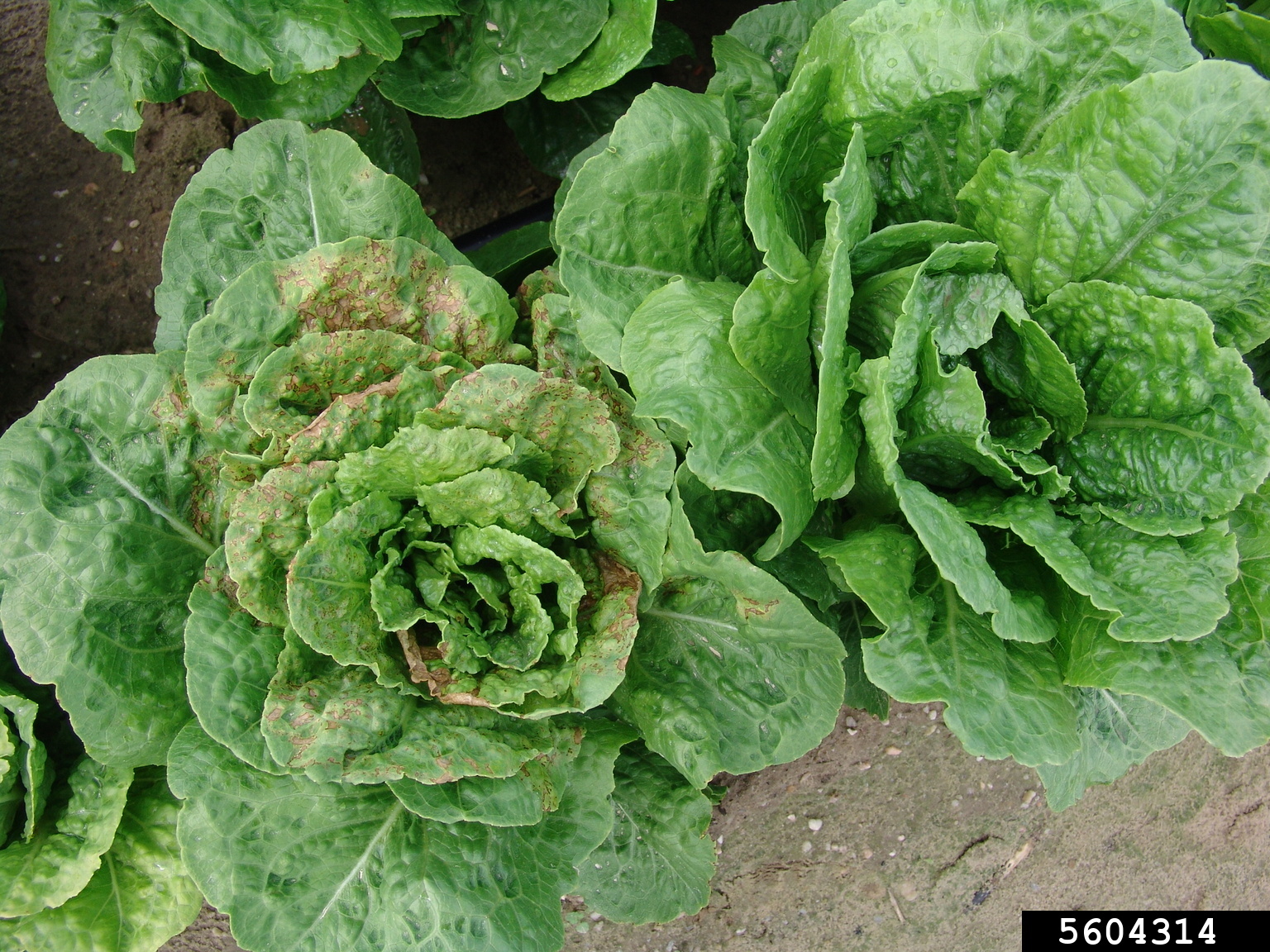 tomato spotted wilt virus (TSWV) (Tospovirus Tomato spotted wilt virus)