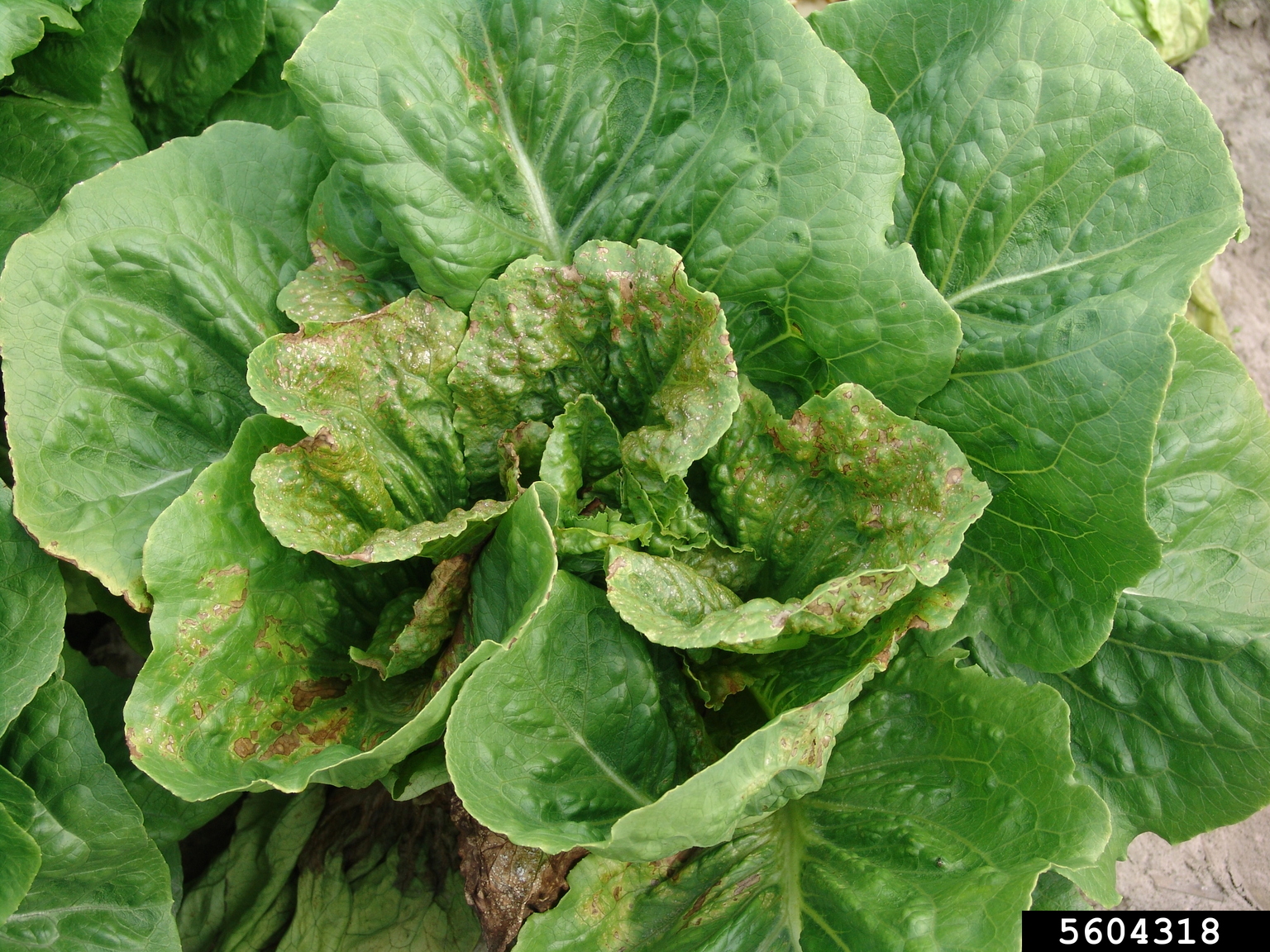 tomato spotted wilt virus (TSWV) (Tospovirus Tomato spotted wilt virus)