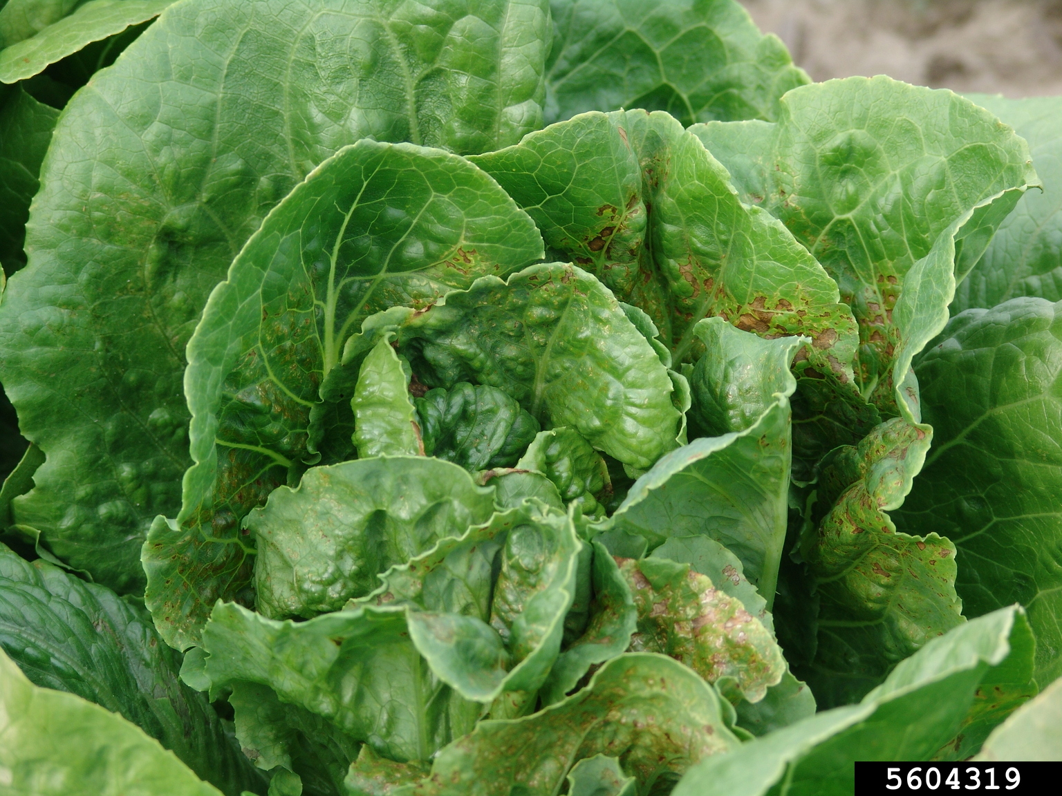 tomato spotted wilt virus (TSWV) (Tospovirus Tomato spotted wilt virus)