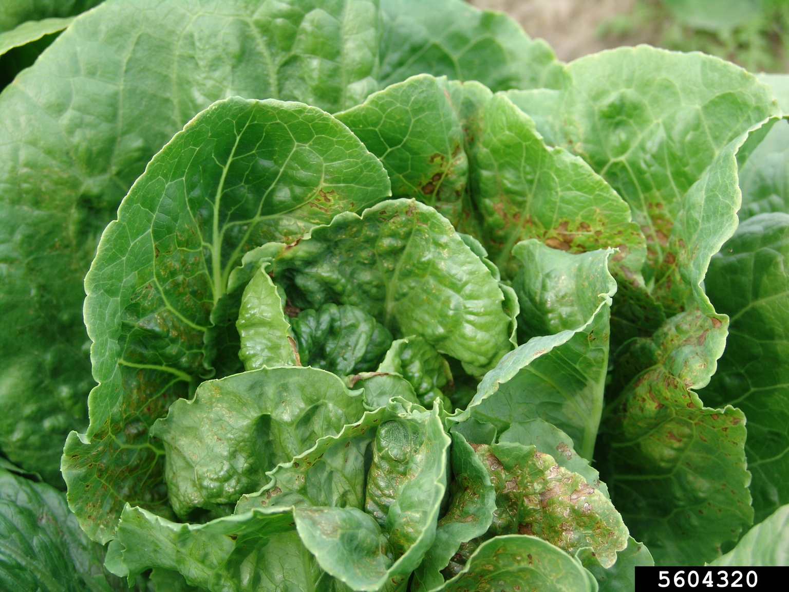 tomato spotted wilt virus (TSWV) (Tospovirus Tomato spotted wilt virus)