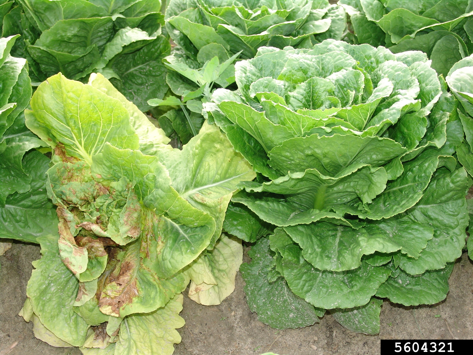 Tomato spotted wilt virus (TSWV) (Orthotospovirus tomatomaculae)