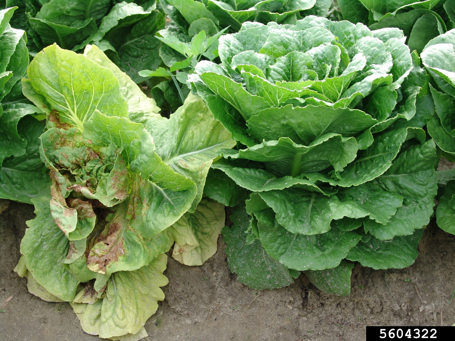 Tomato spotted wilt virus (TSWV) (Orthotospovirus tomatomaculae)