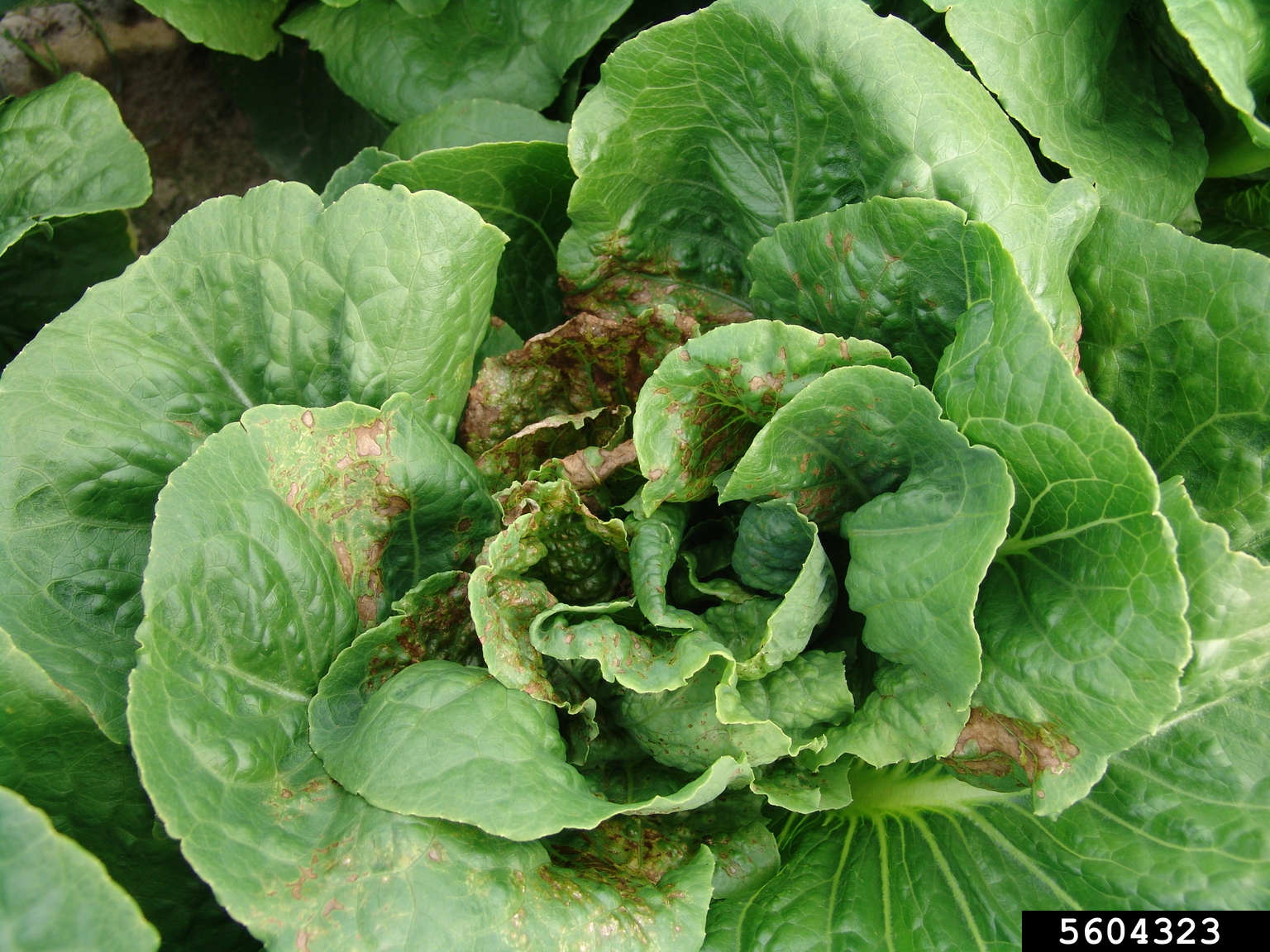 Tomato spotted wilt virus (TSWV) (Orthotospovirus tomatomaculae)