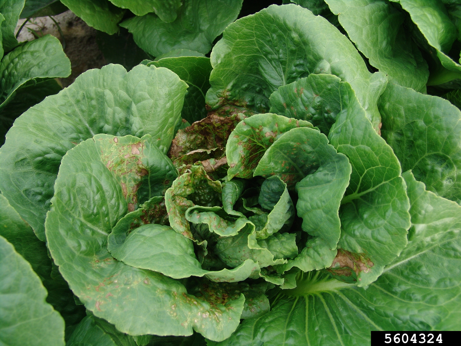 tomato spotted wilt virus (TSWV) (Tospovirus Tomato spotted wilt virus)