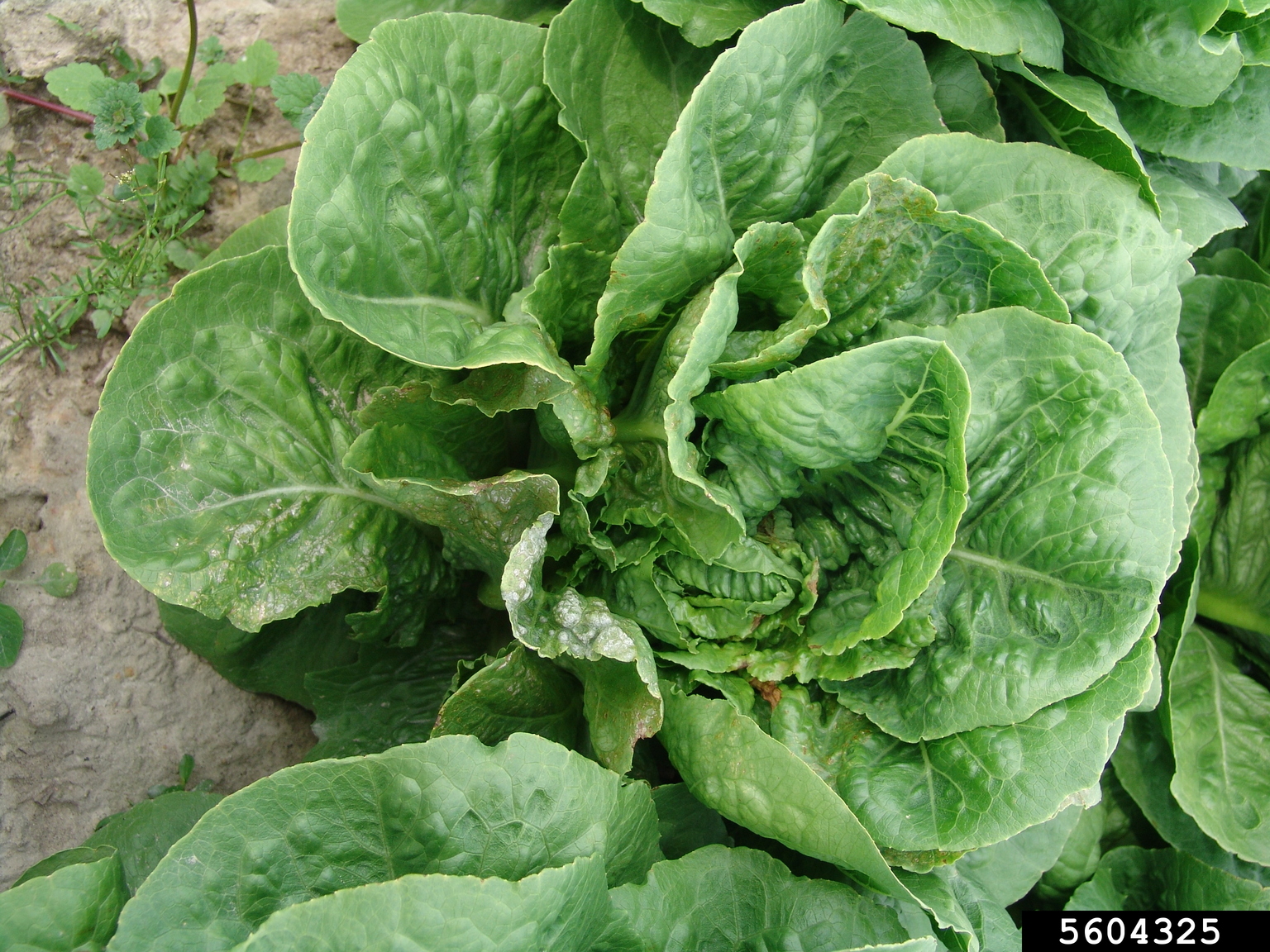tomato spotted wilt virus (TSWV) (Tospovirus Tomato spotted wilt virus)
