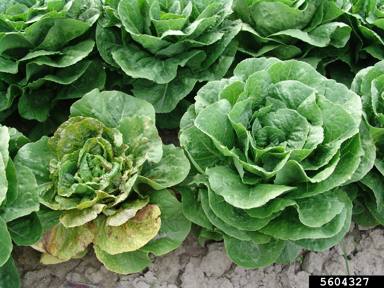 tomato spotted wilt virus (TSWV) (Tospovirus TSWV ) on lettuce (Lactuca ...