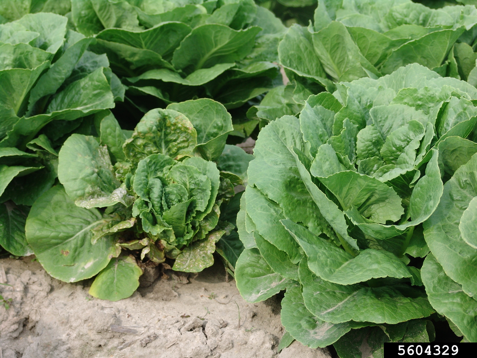tomato spotted wilt virus (TSWV) (Tospovirus Tomato spotted wilt virus)