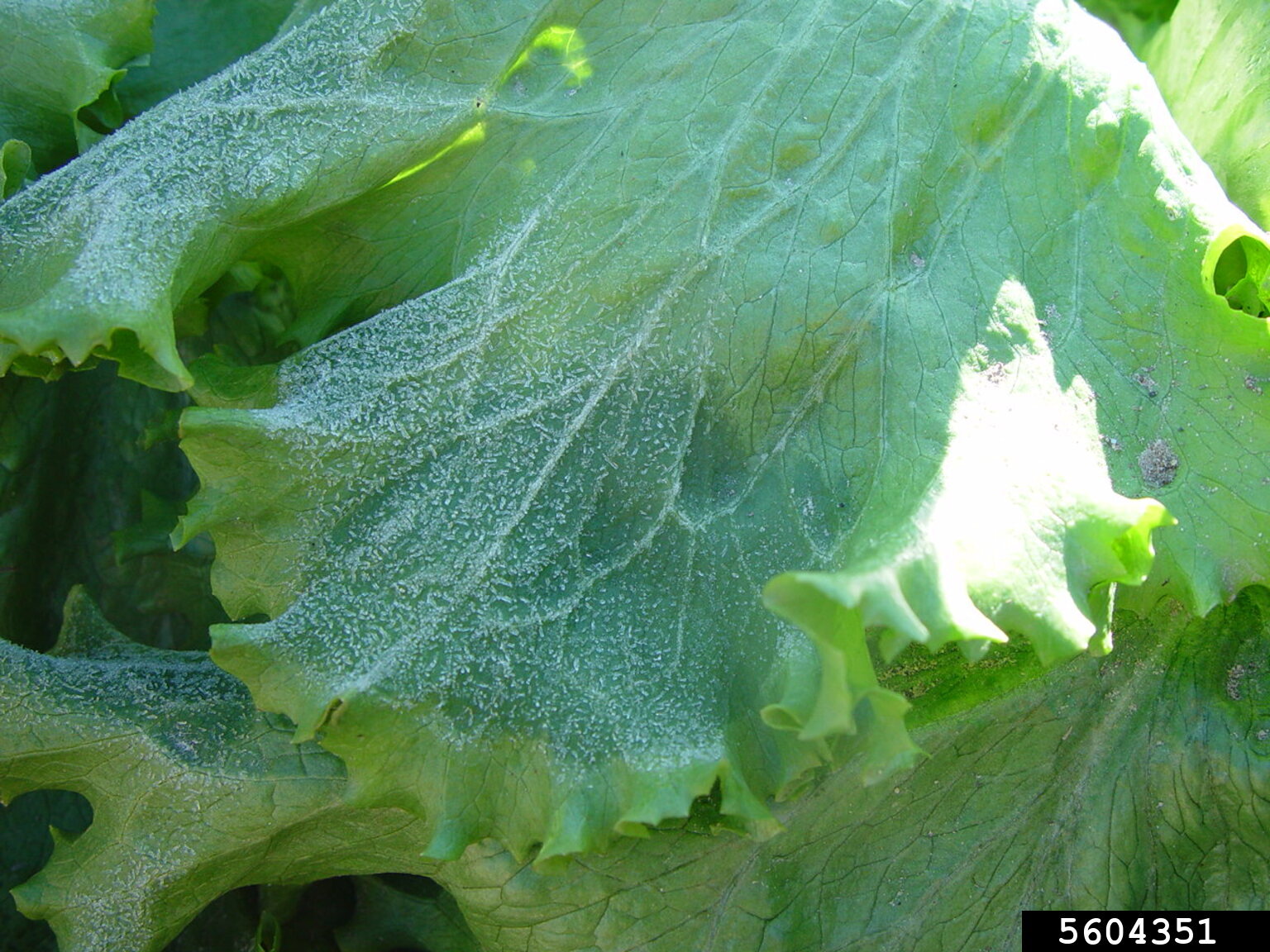 cold injury (low temperature)