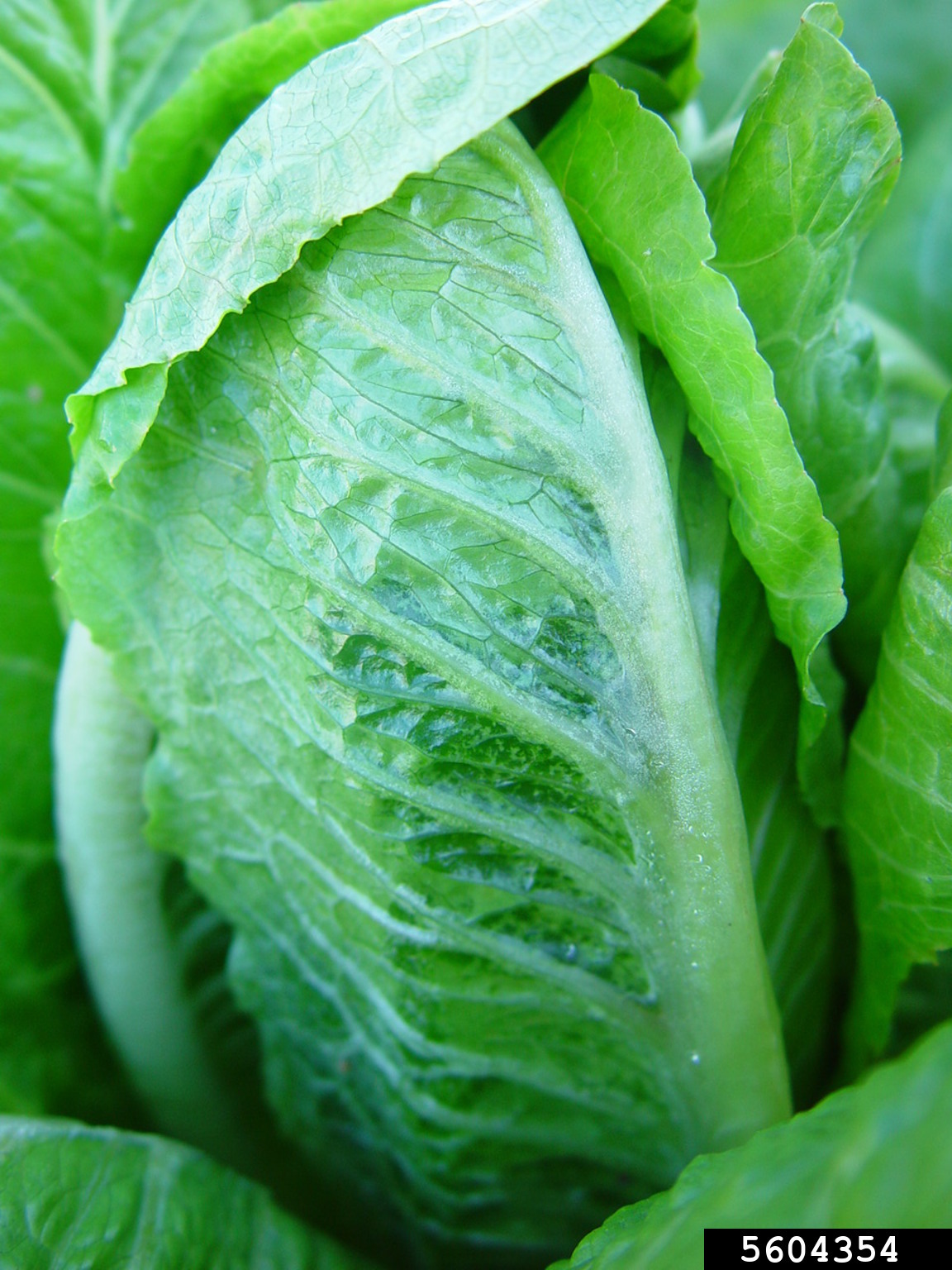 cold injury (low temperature)