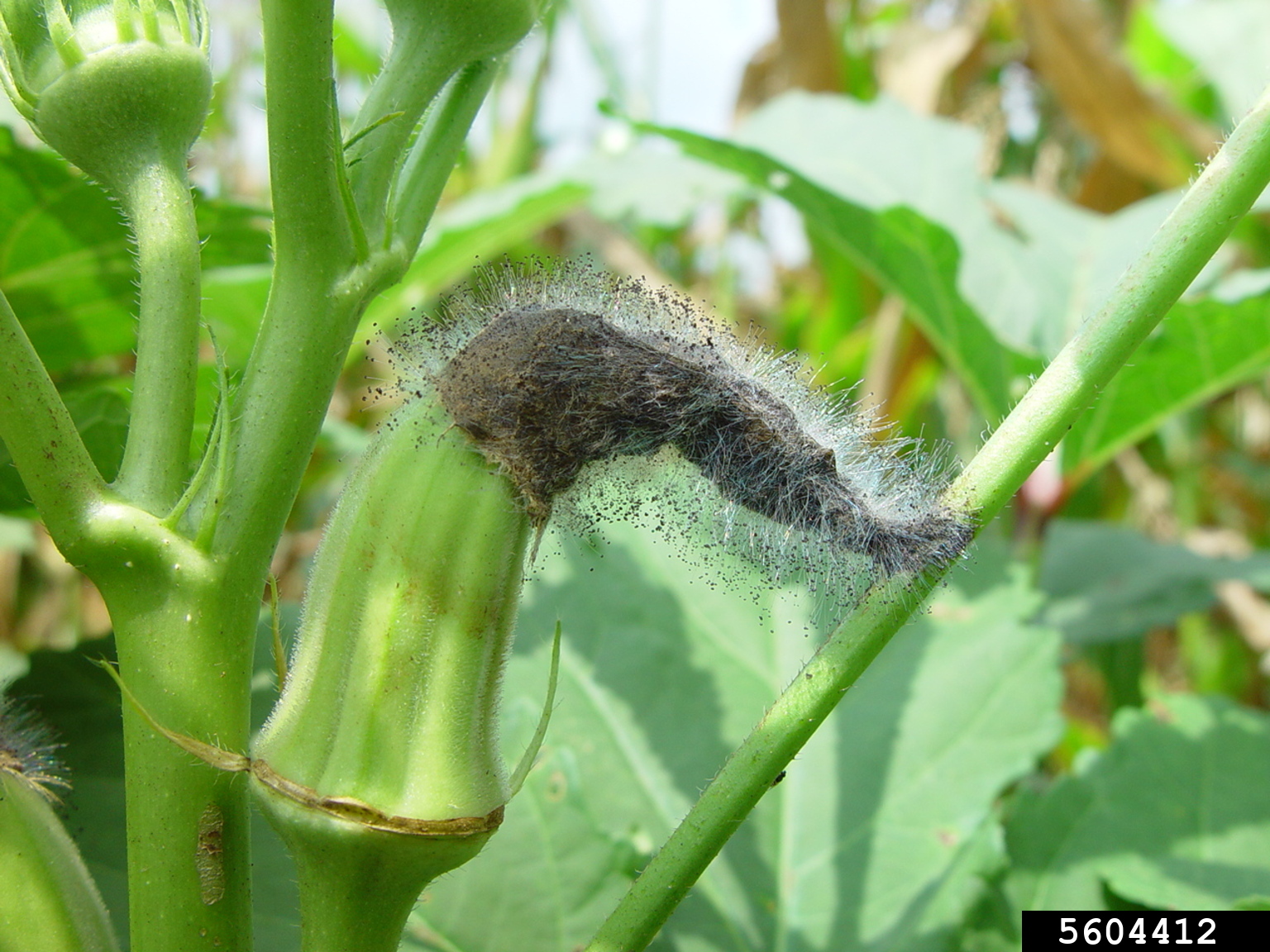 Choanephora fruit rot (Choanephora cucurbitarum (Berk. & Ravenel) Thaxt.)