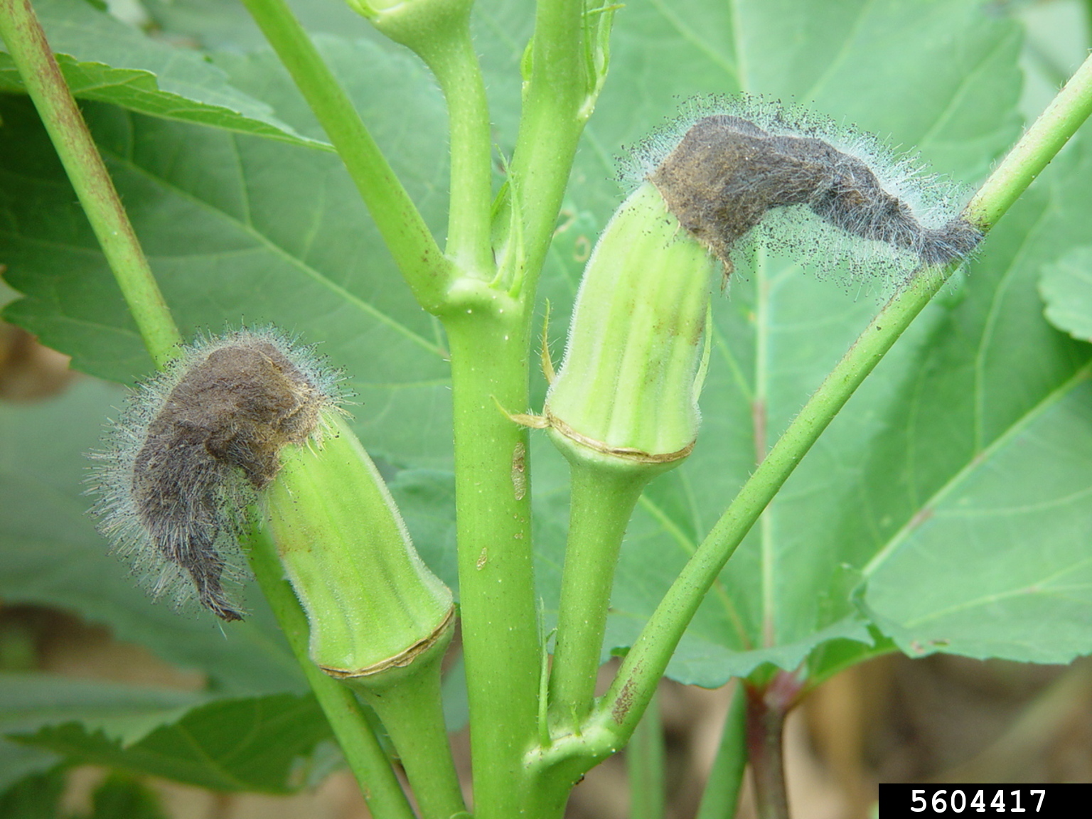 Choanephora fruit rot (Choanephora cucurbitarum (Berk. & Ravenel) Thaxt.)