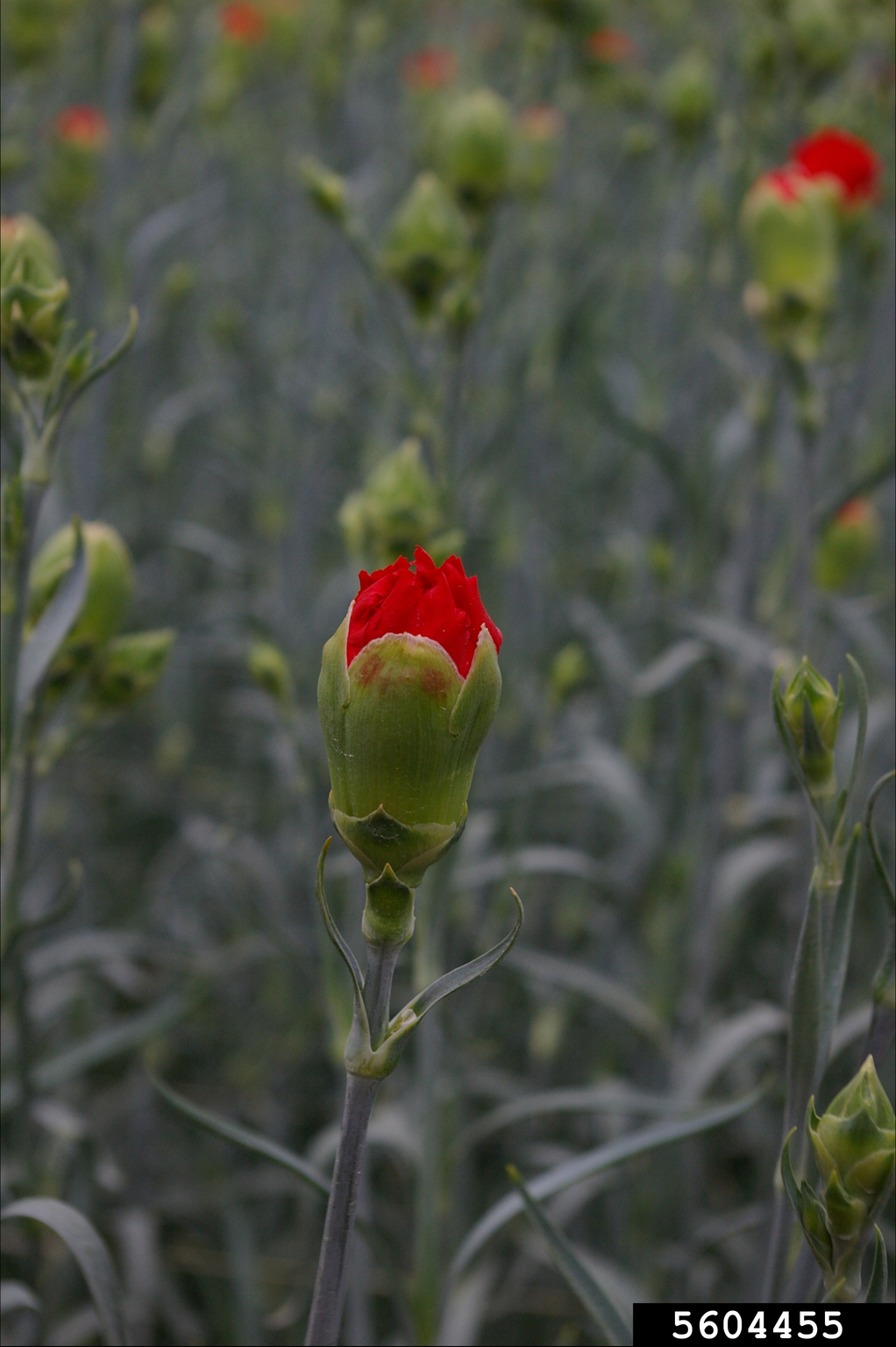 carnation (Genus Dianthus)