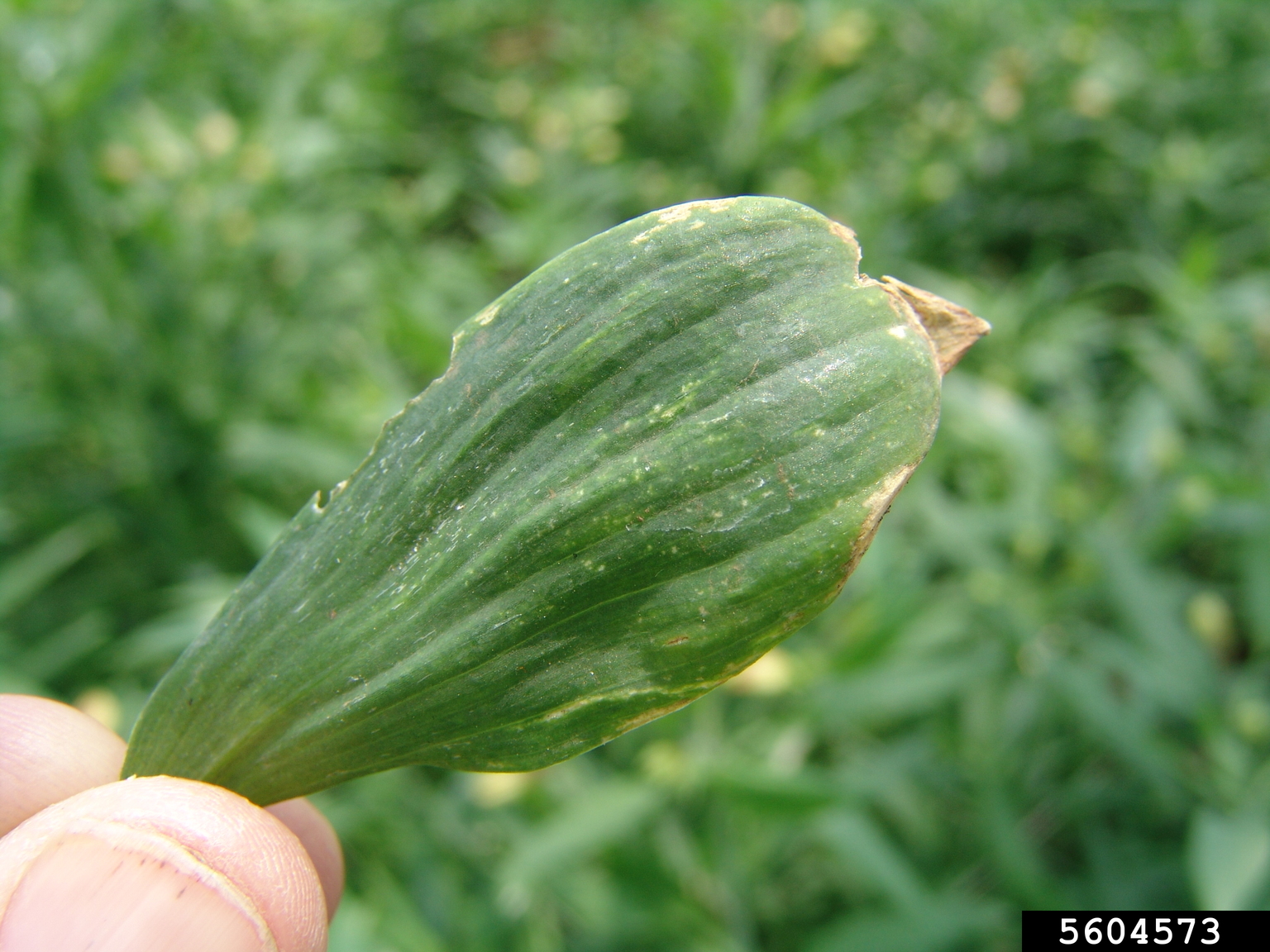 western flower thrips (Frankliniella occidentalis (Pergande, 1895))