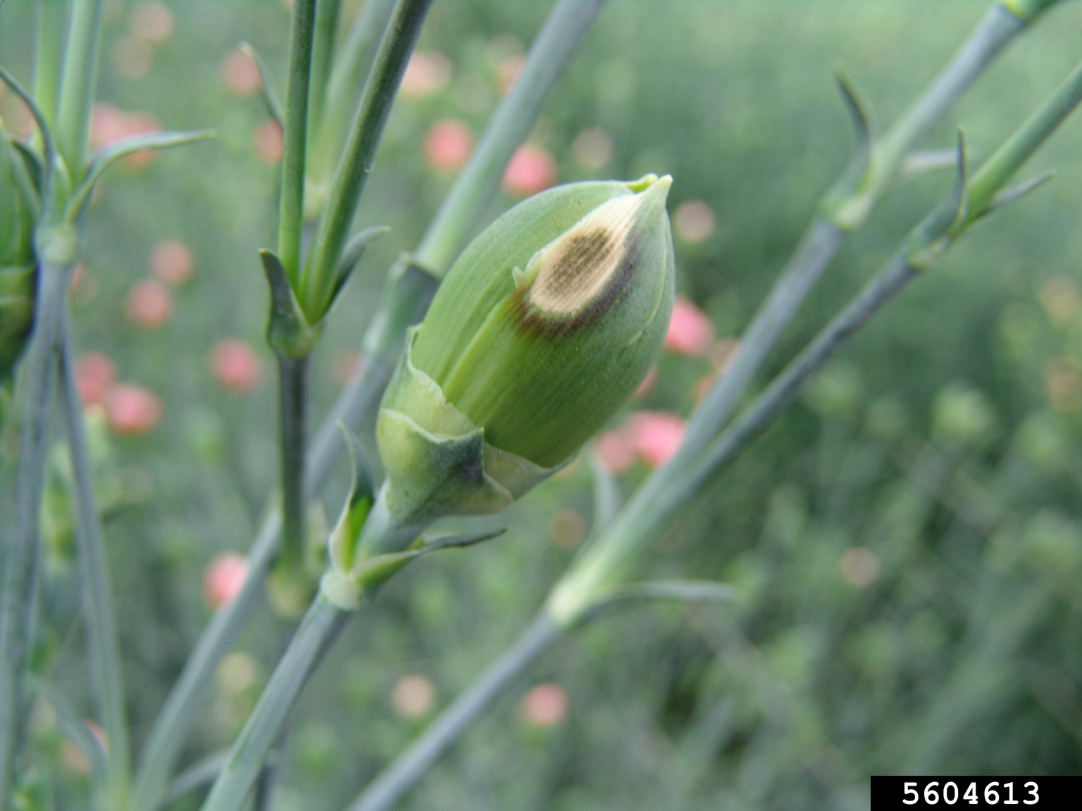 gray mold (Botrytis cinerea Pers.:Fr)