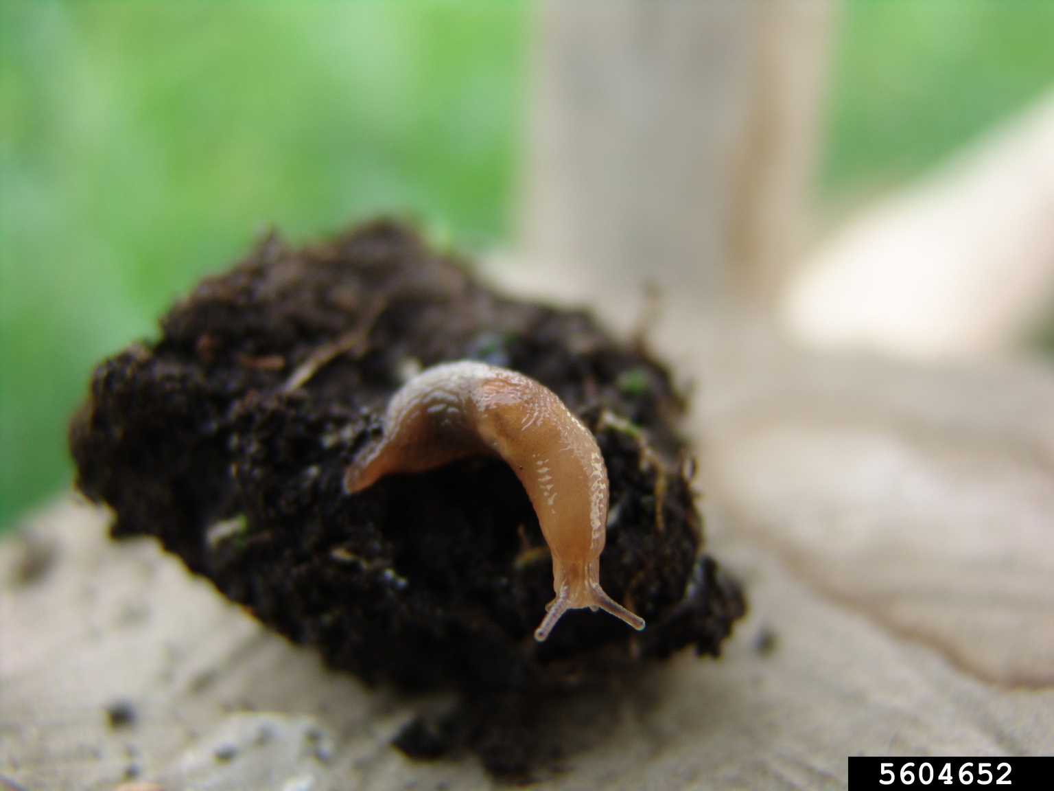 gastropods, slugs, snails (Class Gastropoda Cuvier, 1795)