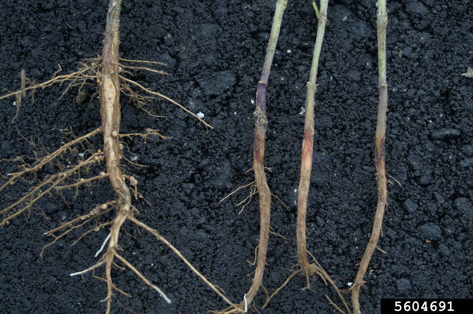 Rhizoctonia damping-off, blight and rot (Rhizoctonia solani)