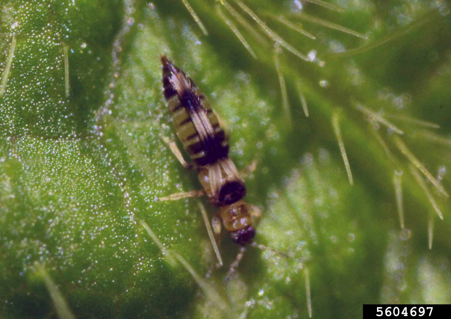 soybean thrips (Neohydatothrips variabilis (Beach, 1896))