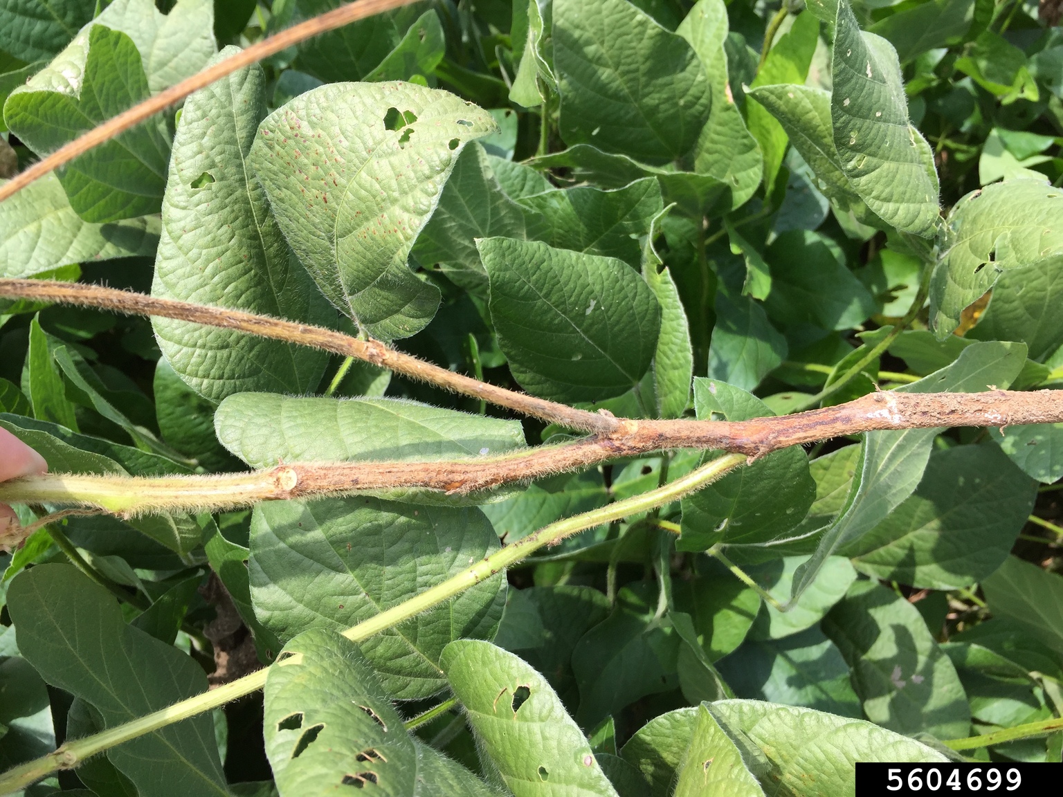 soybean stem canker (Diaporthe phaseolorum var. caulivora)