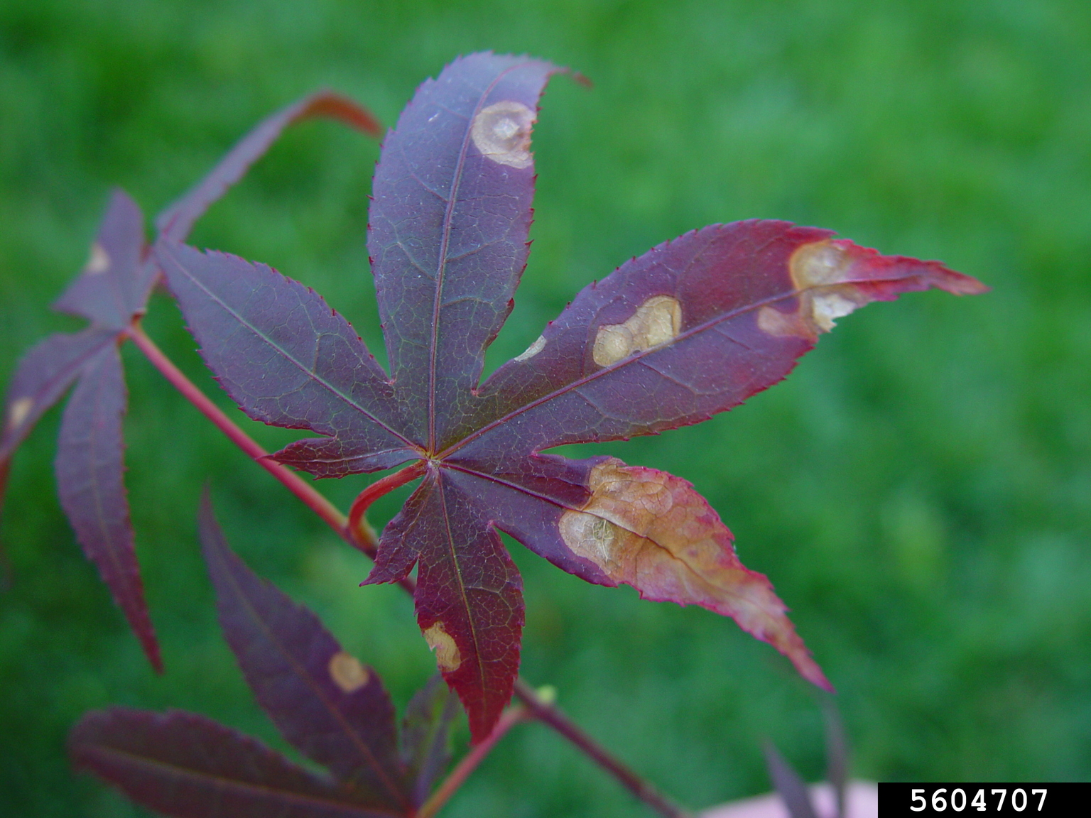 Phyllosticta leaf spots (Genus Phyllosticta Pers.)