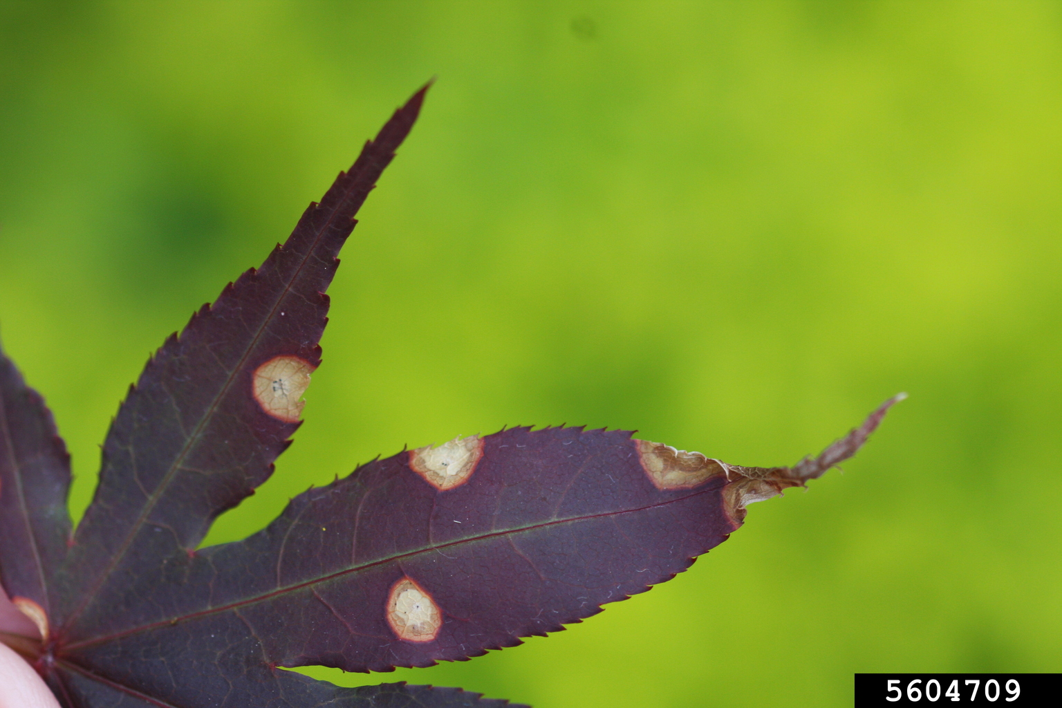 Phyllosticta leaf spots (Phyllosticta spp. ) on Japanese maple (Acer ...