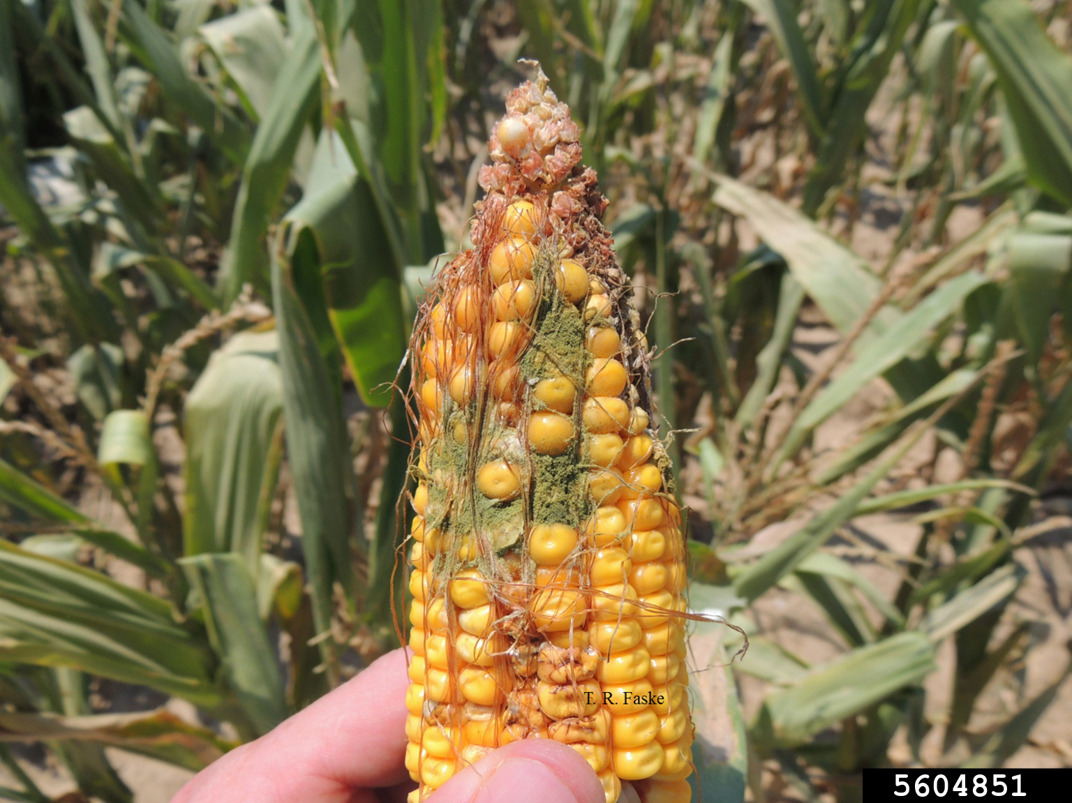 Aspergillus ear and kernel rot (Aspergillus flavus)