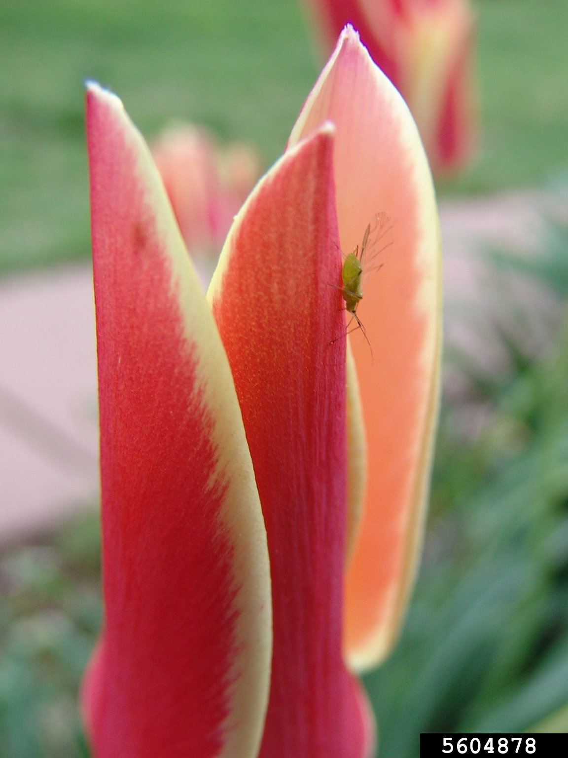 rose aphid (Macrosiphum rosae (Linnaeus, 1758))