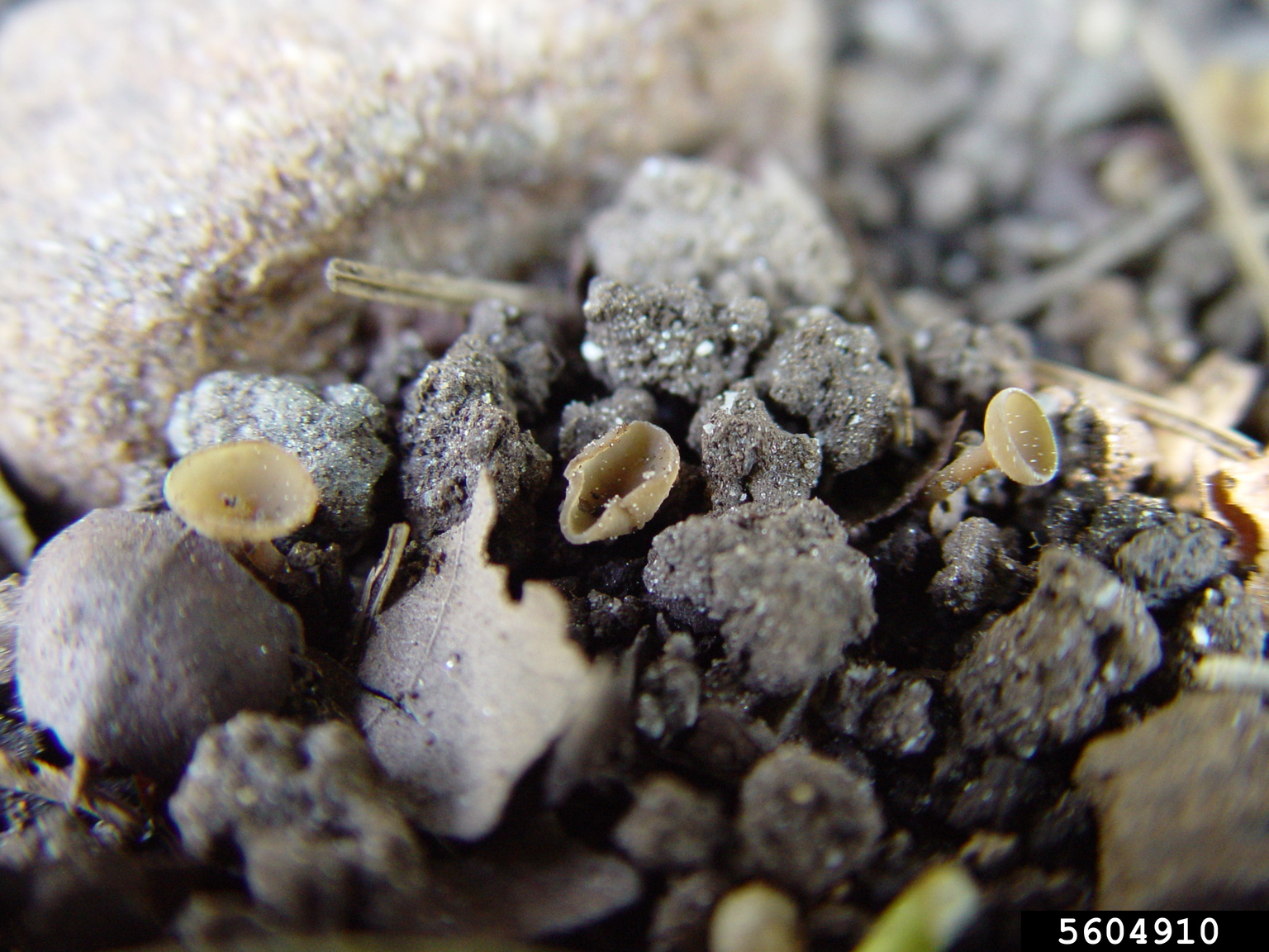 camellia flower blight (Ciborinia camelliae L.M. Kohn)