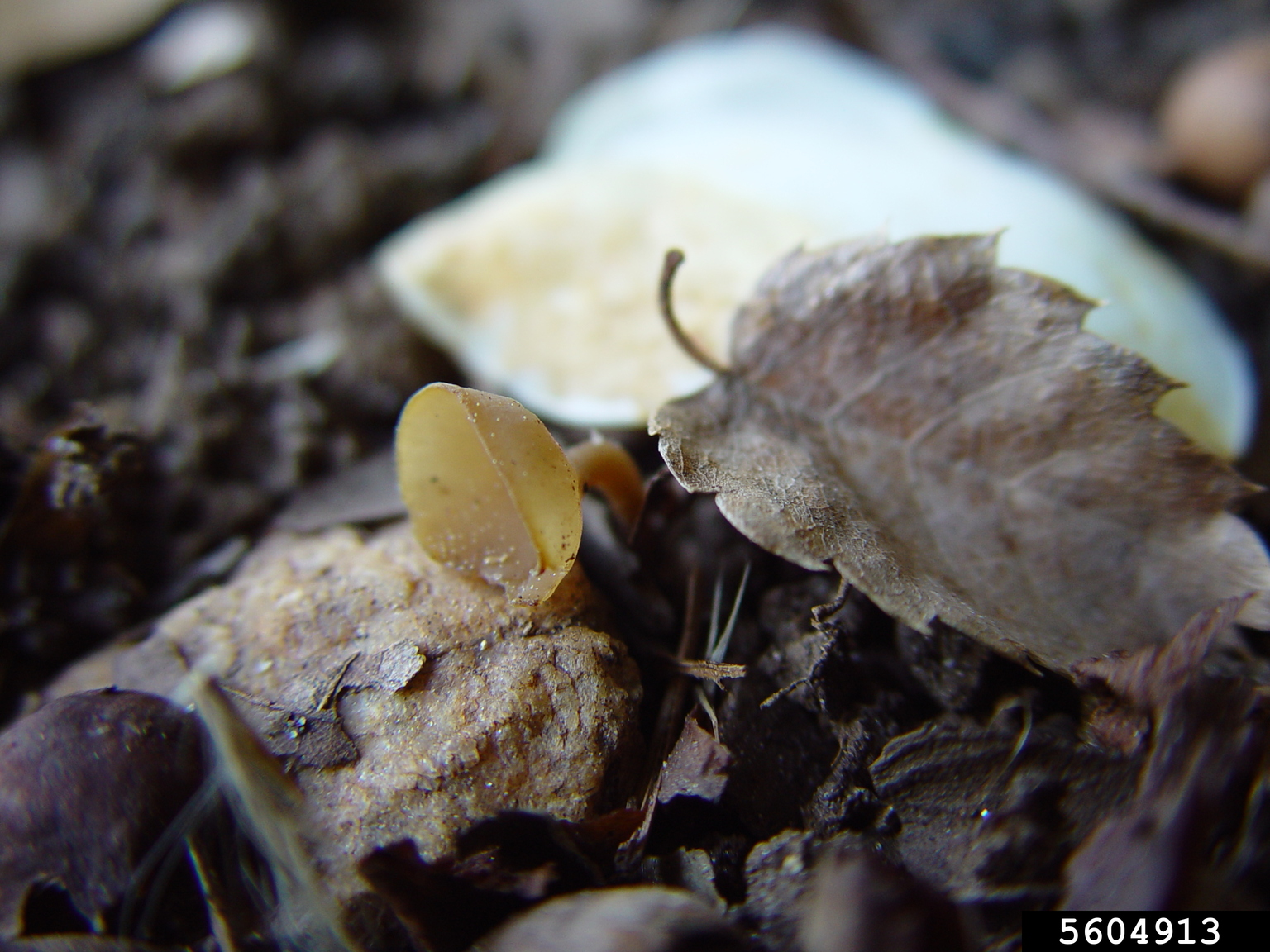camellia flower blight (Ciborinia camelliae L.M. Kohn)