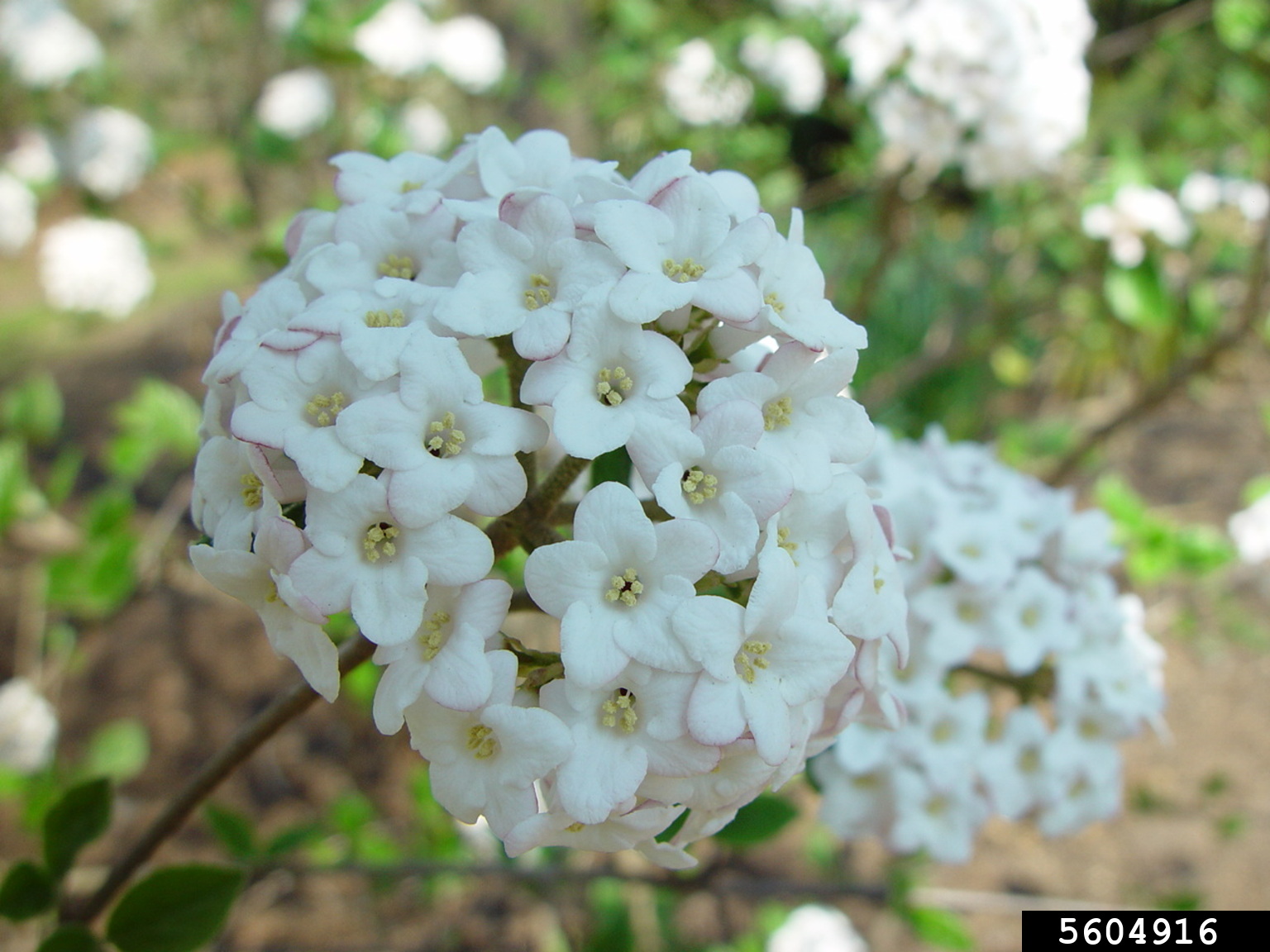 viburnum (Genus Viburnum)