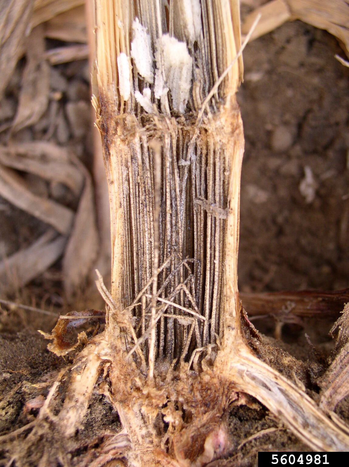 charcoal rot (Macrophomina phaseolina)