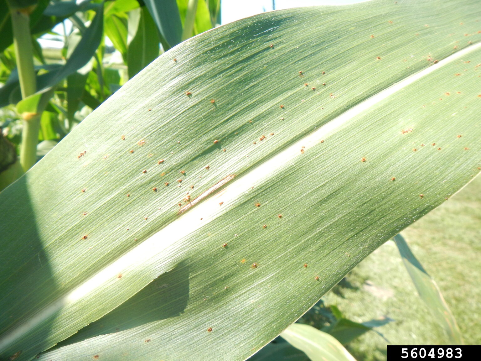 common corn rust (Puccinia sorghi)