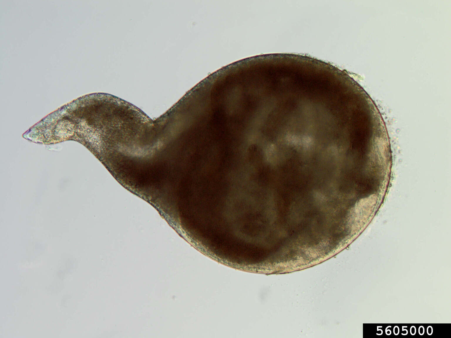 root-knot nematode (Genus Meloidogyne)
