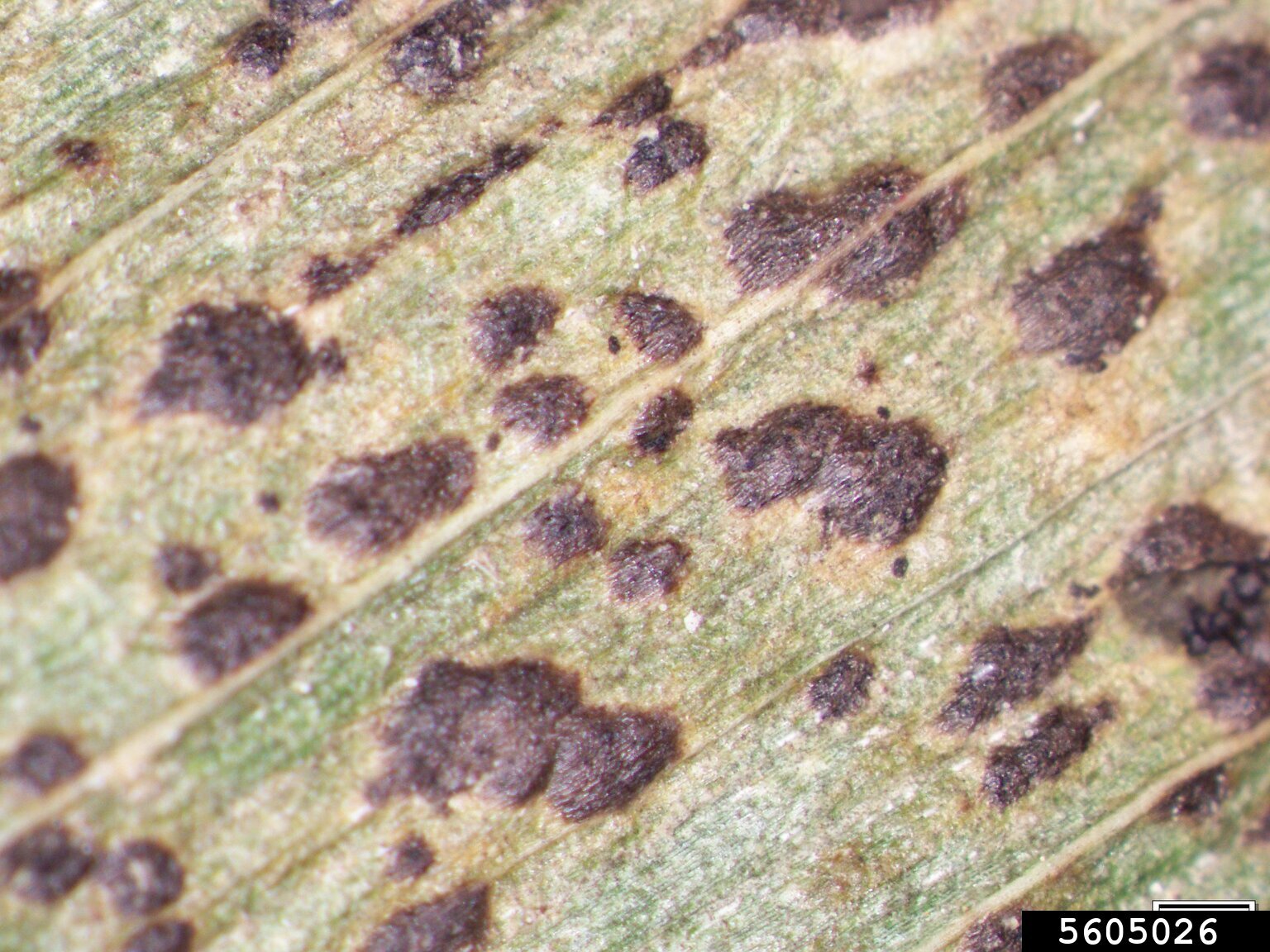 tar spot of corn (Phyllachora maydis Maubl., 1904)