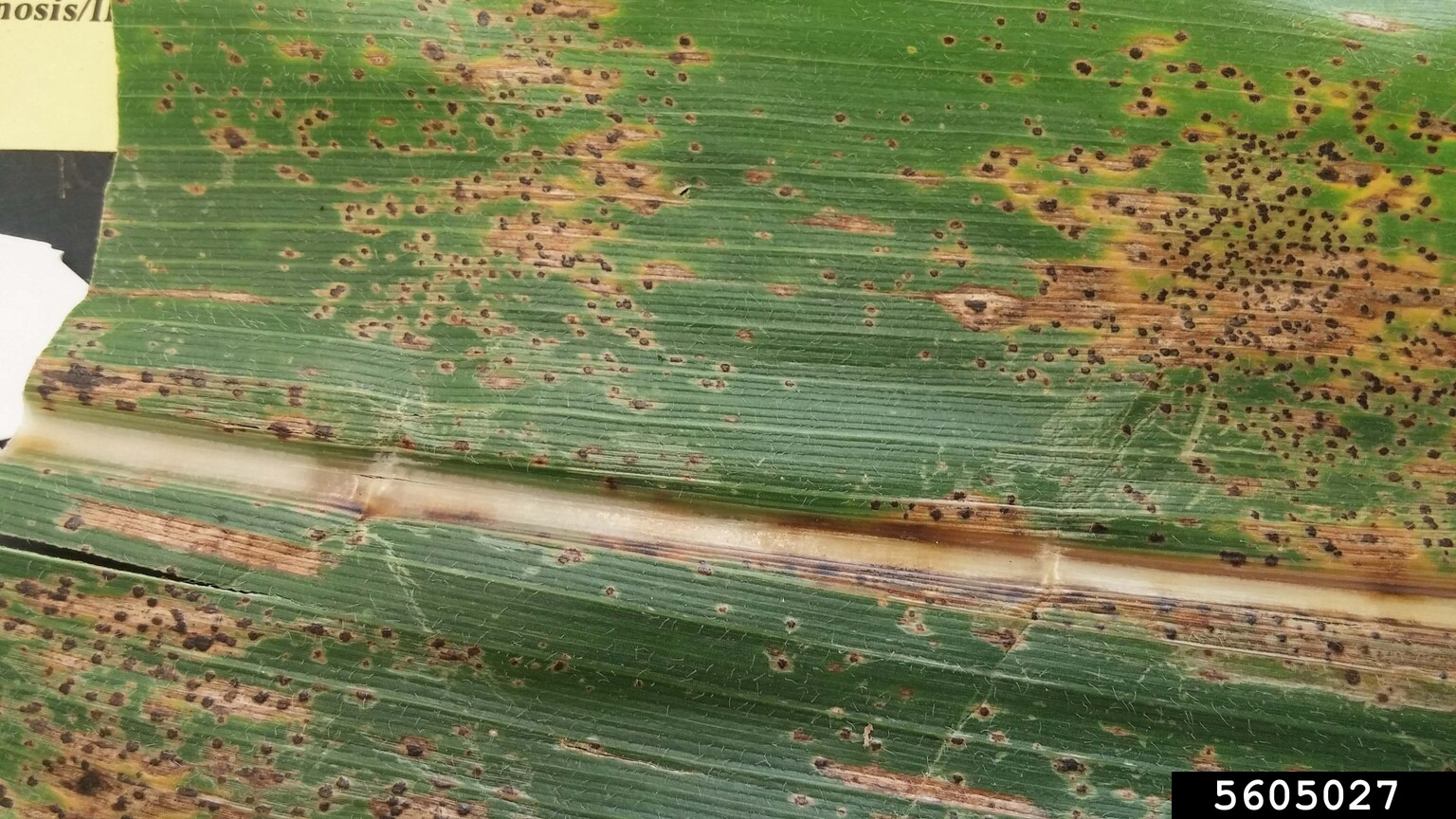 tar spot of corn (Phyllachora maydis Maubl., 1904)