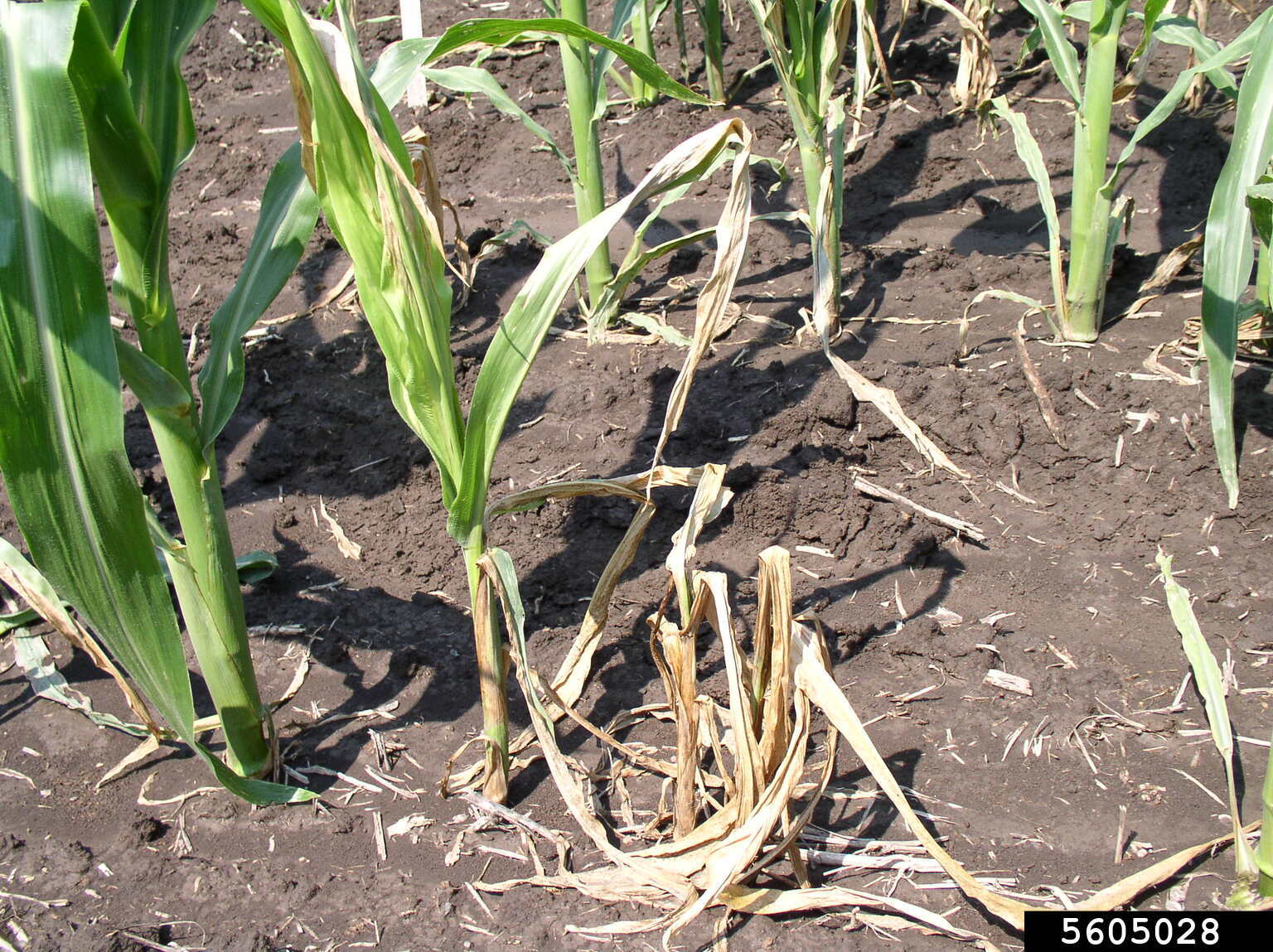 Stewart's wilt (Pantoea stewartii (Smith 1898) Mergaert et al. 1993)